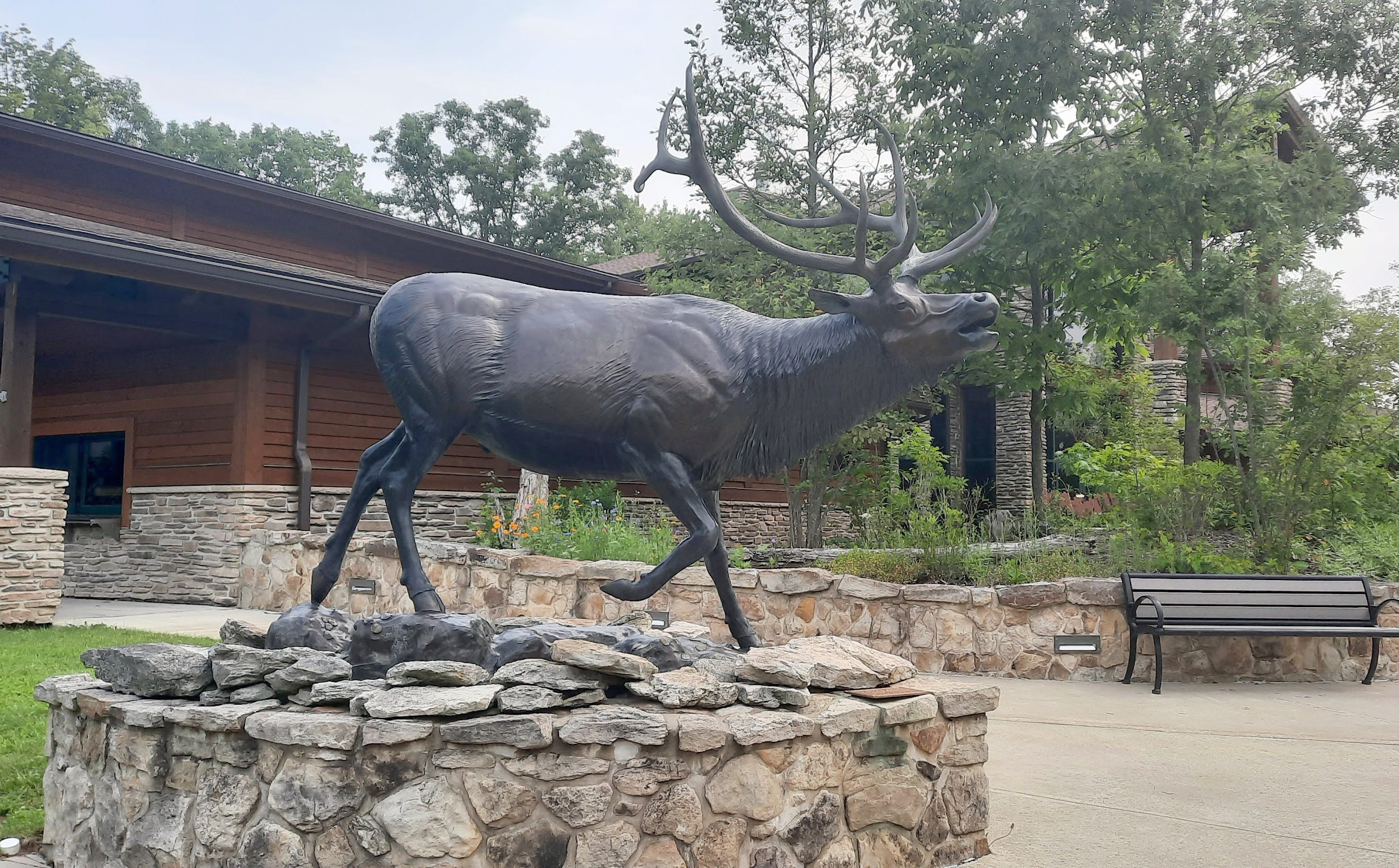 Elk in Pennsylvania? Here’s what to know if you want to go see them