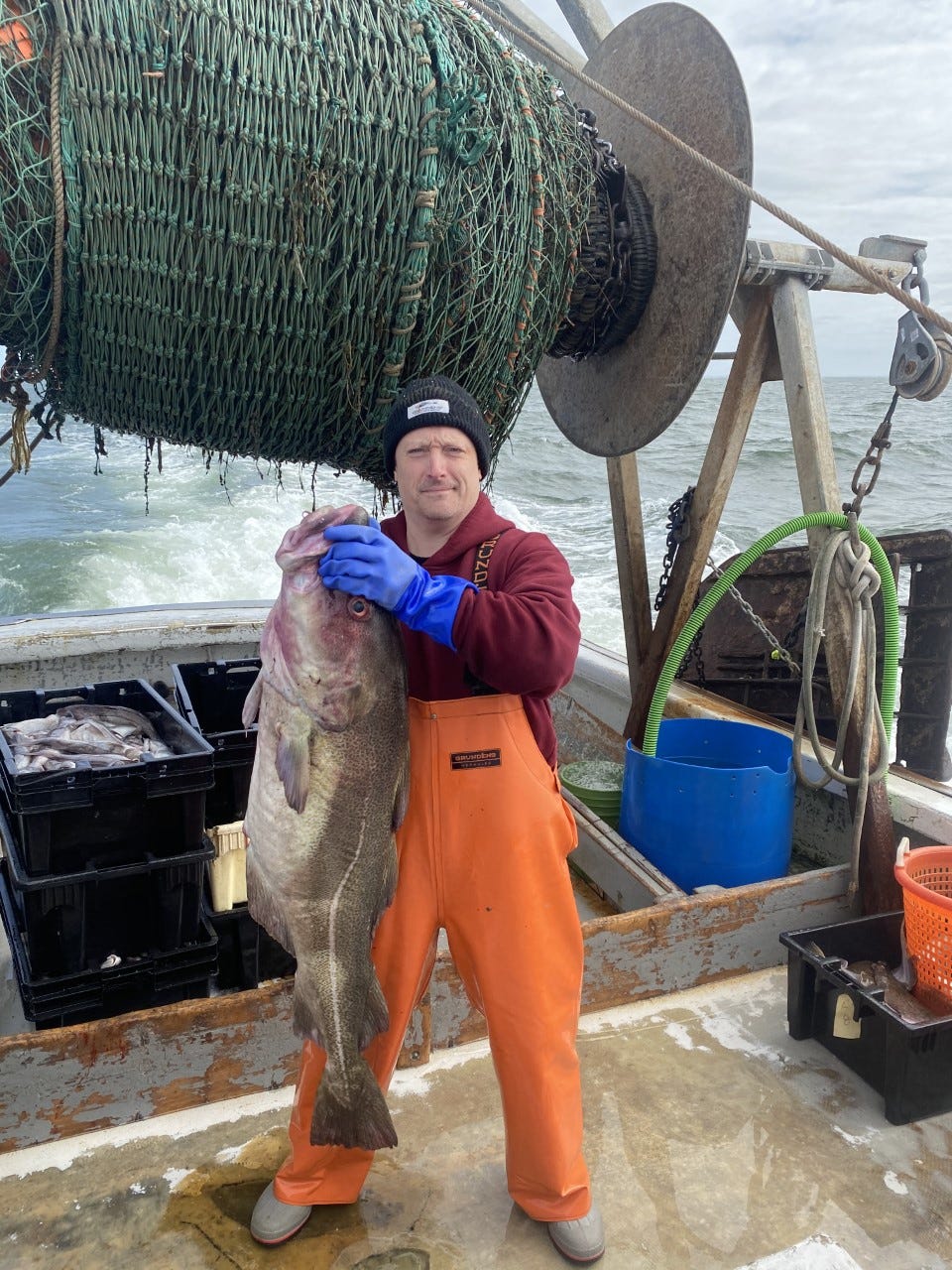 Where have the cod gone? Codfish in the Gulf of Maine are less abundant