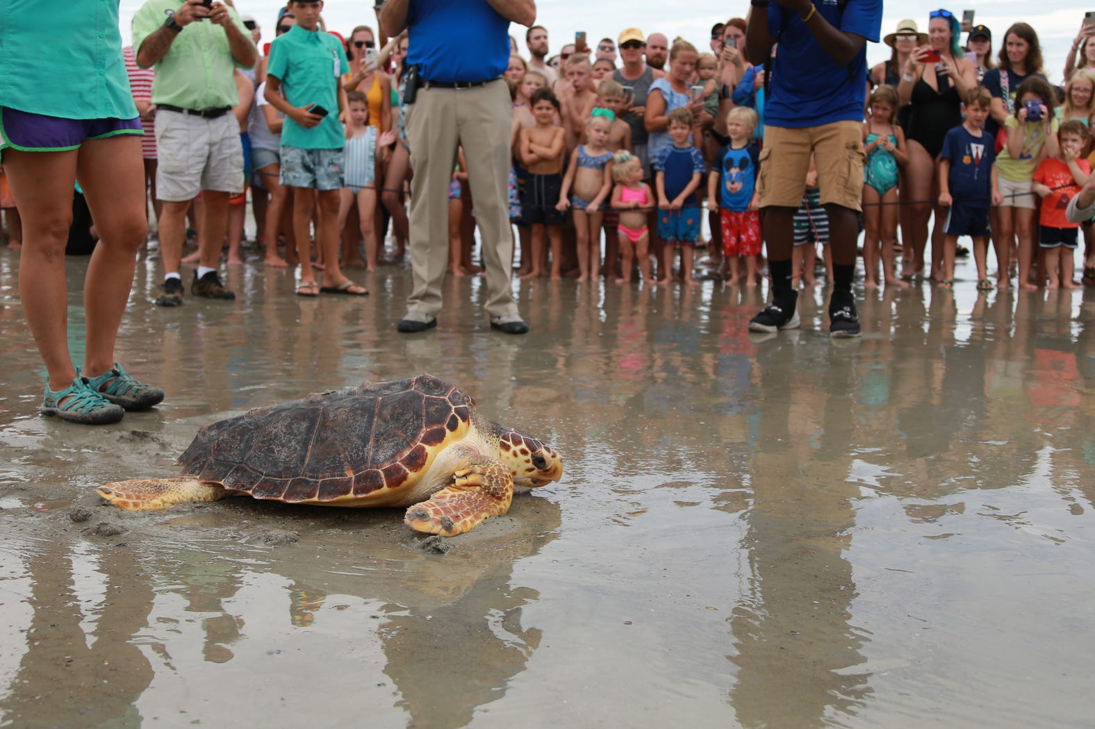 Addy, the loggerhead turtle's journey to the Tybee Island Marine ...