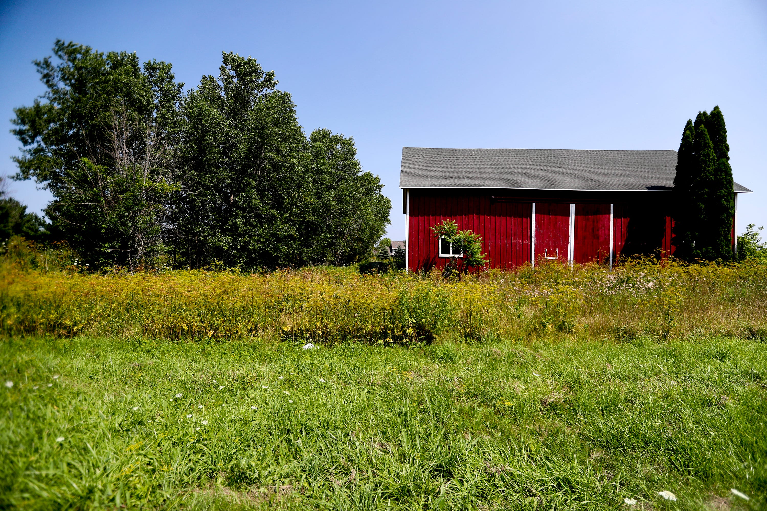 Invasive plants are spreading across Wisconsin this summer