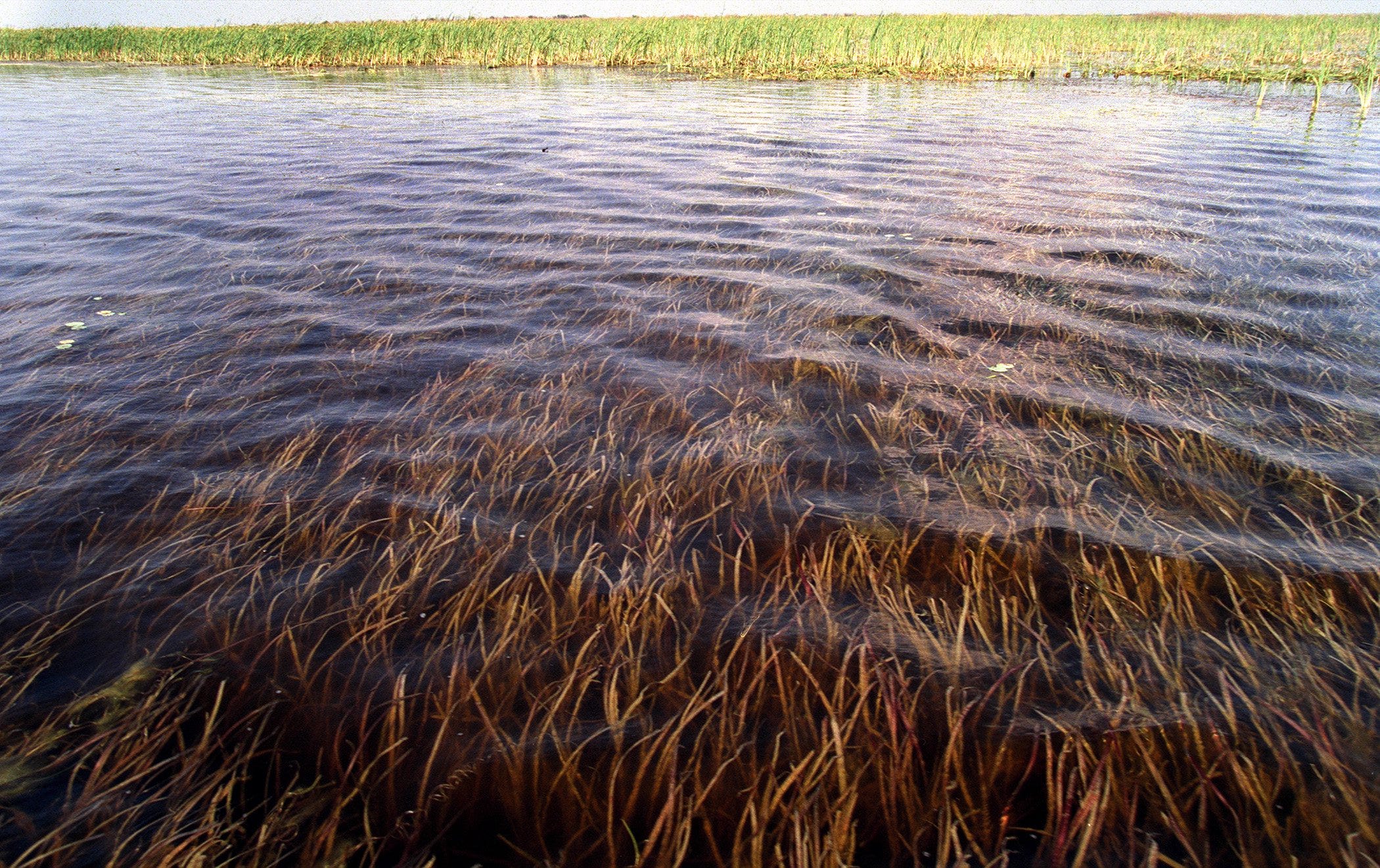Underwater vegetation is vital to St. Johns River ecosystem