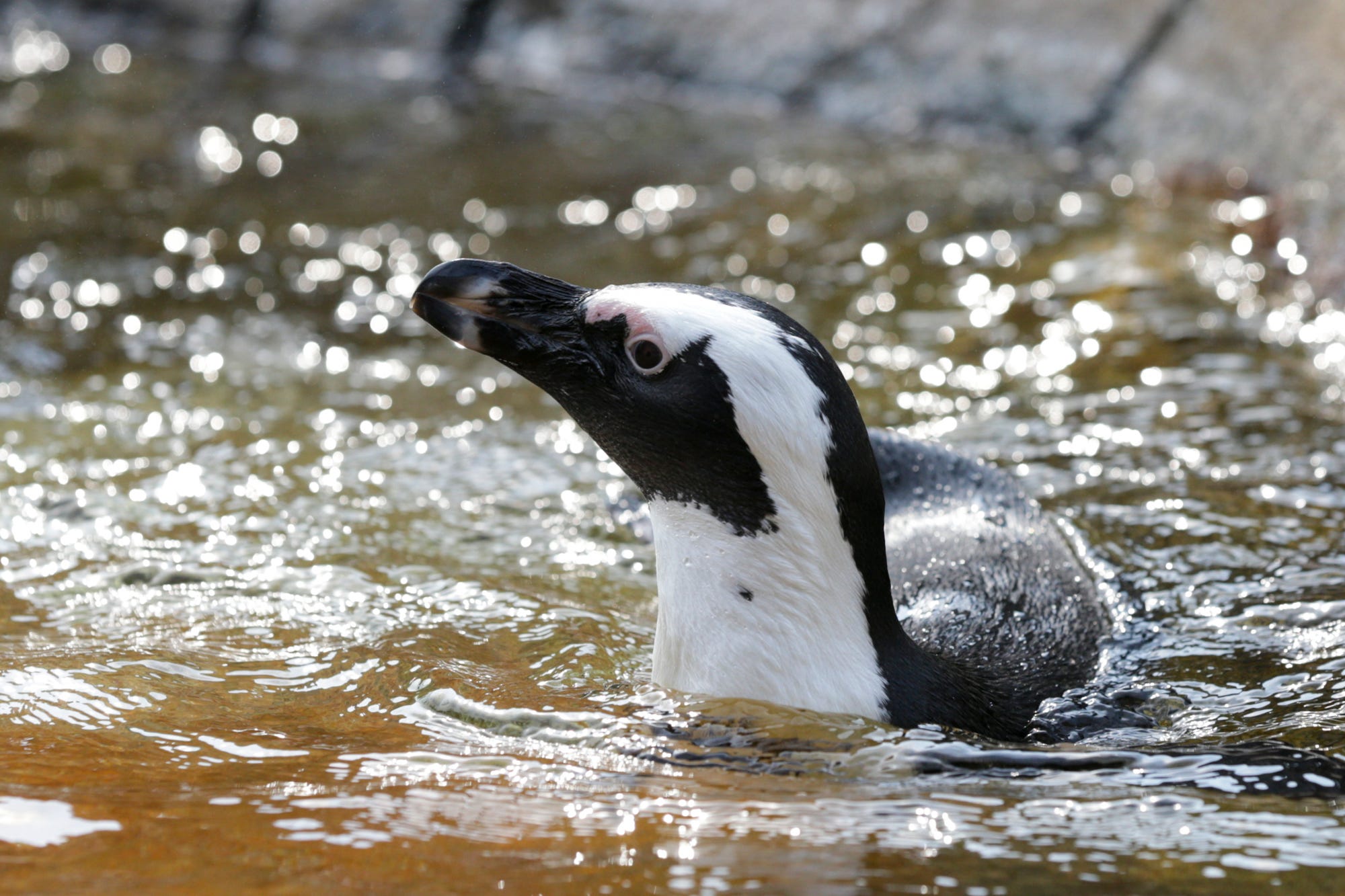 Columbian Park Zoo welcomes African penguins to new Penguin Cove