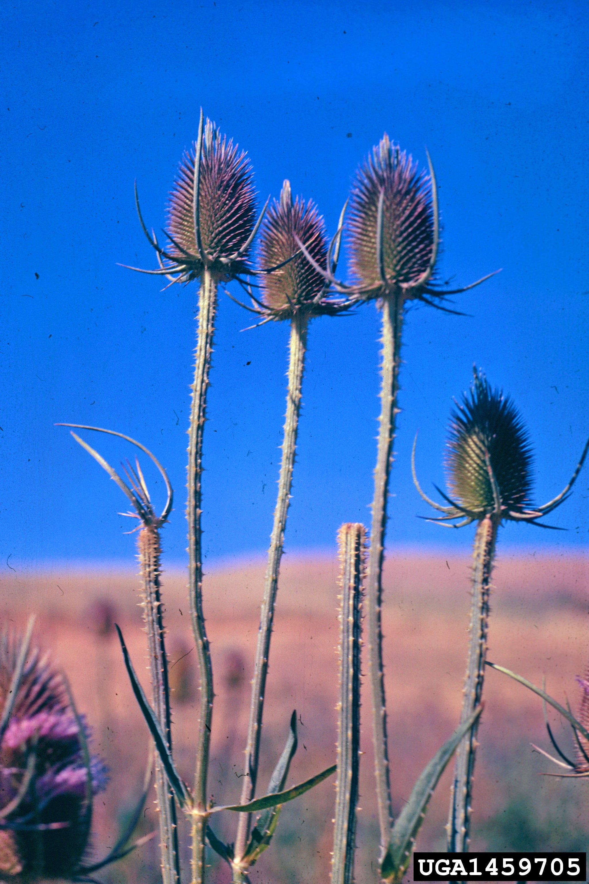 Invasive plants are spreading across Wisconsin this summer