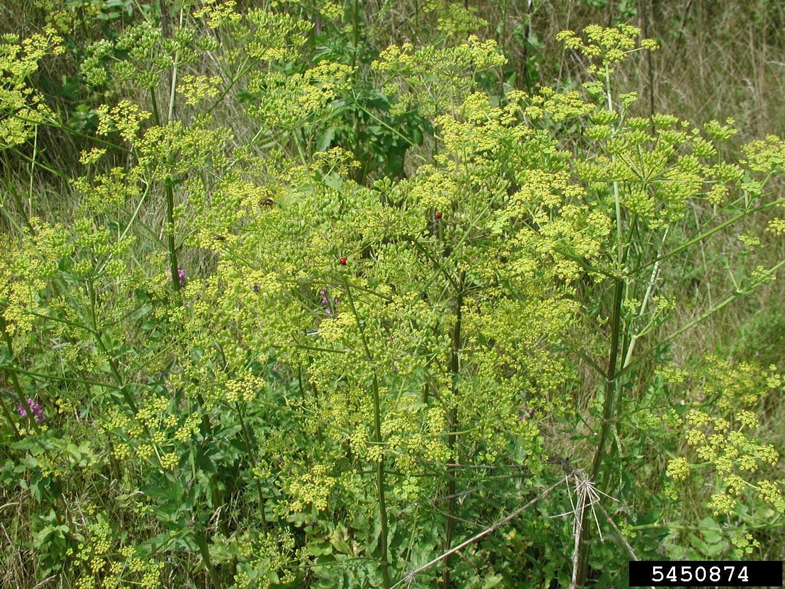 Invasive plants are spreading across Wisconsin this summer