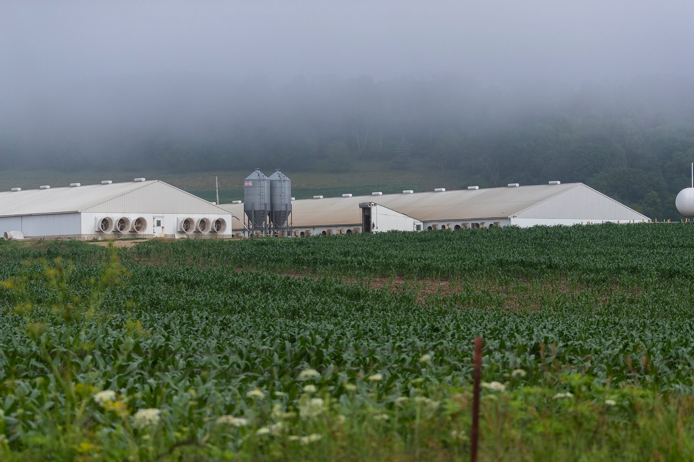 CAFOs are on the rise in Wisconsin. What to know about factory farms