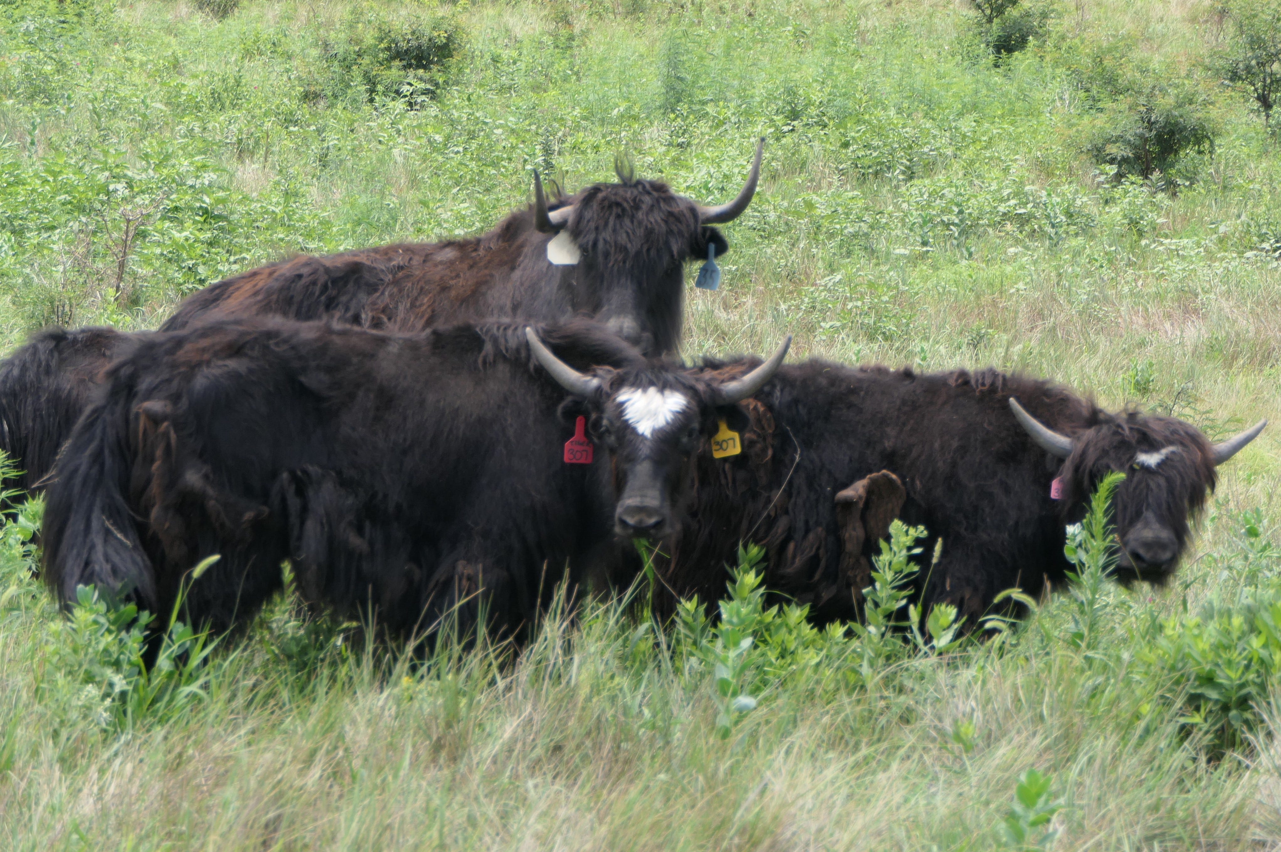 Kansas ranch is home to largest yak meat herd in U.S.