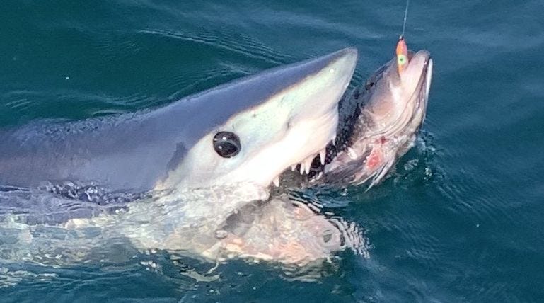 Shark fishing Massachusetts Cape Cod mako bull tiger great white blue ...