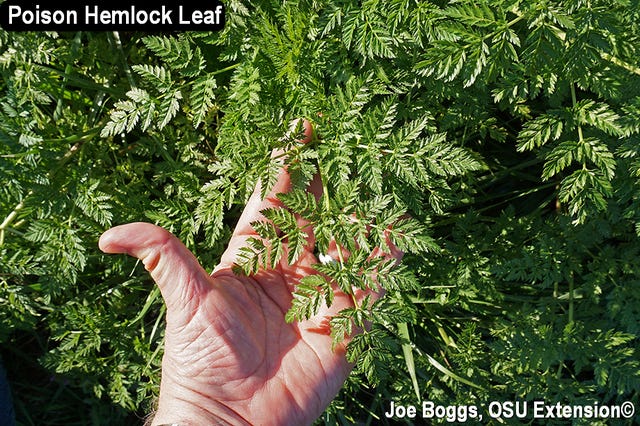 Now in Ohio, poison hemlock can be deadly and difficult to control