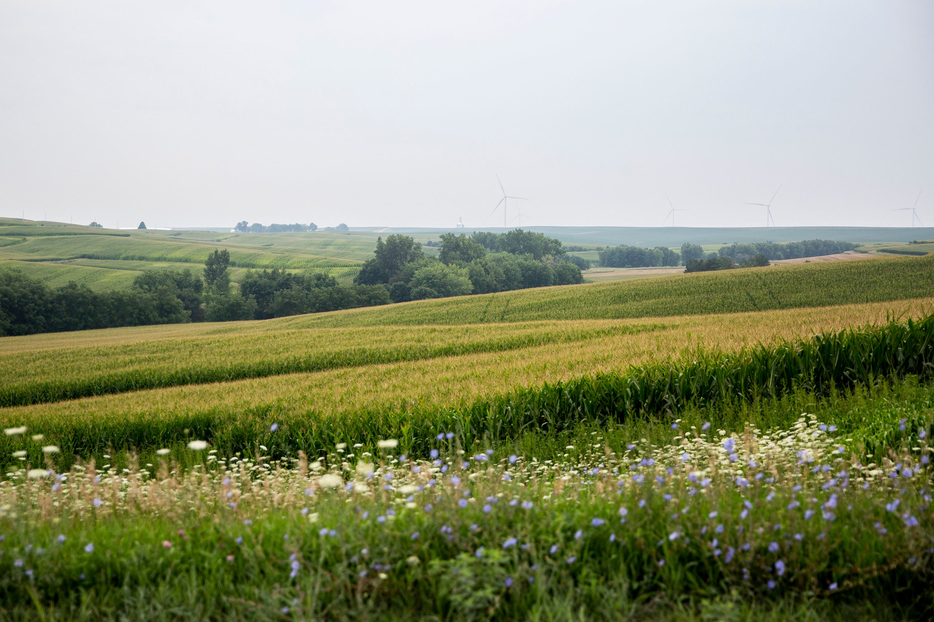 Iowa farmland sees increase in value — the 2nd highest in the U.S.