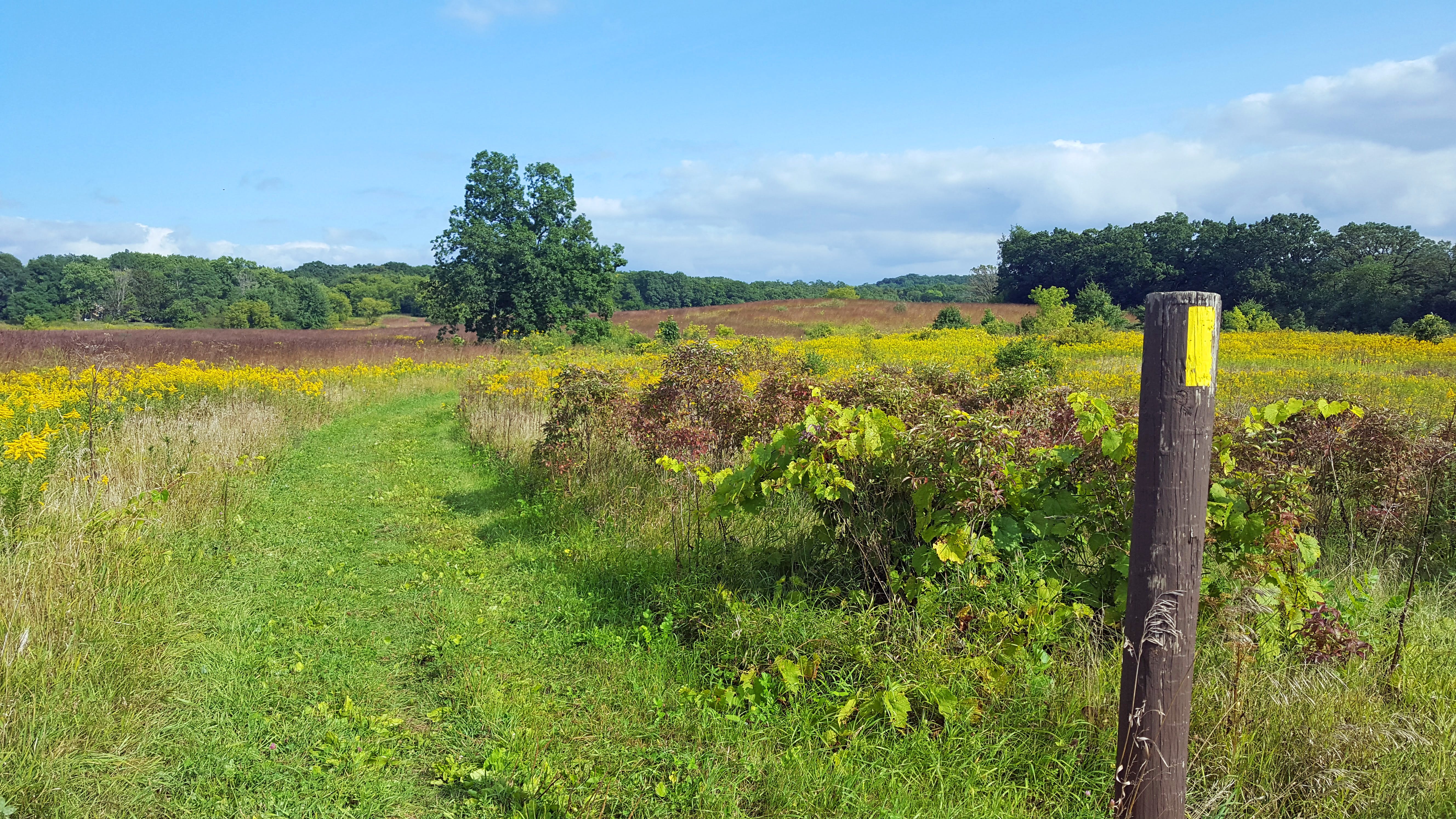 Wisconsin's prairies shine in late summer