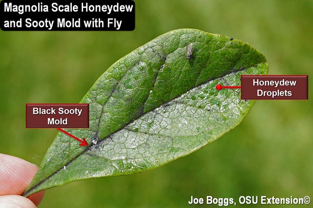 Plant Lovers' Almanac: What's that mystery disease on magnolia trees?