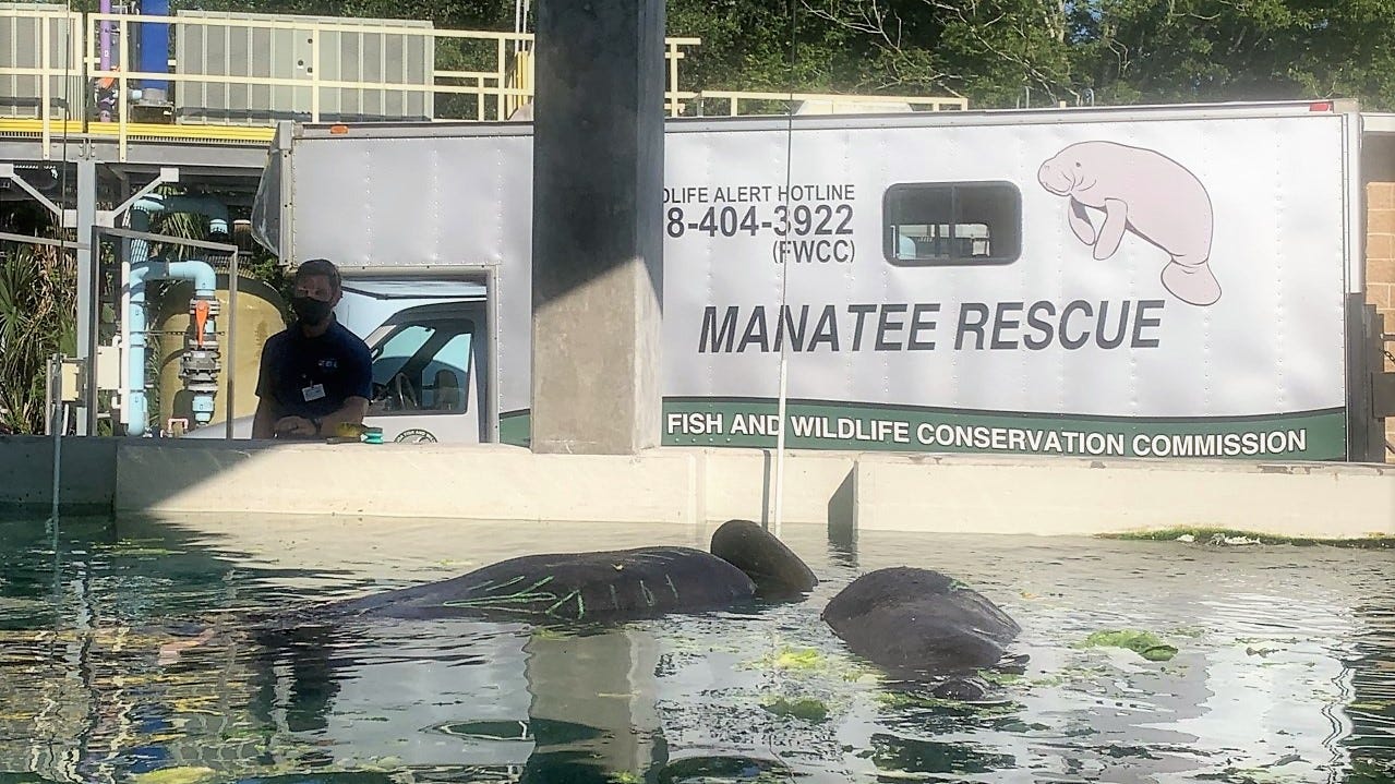 Injured manatee rescued from Jacksonville waterway now recuperating
