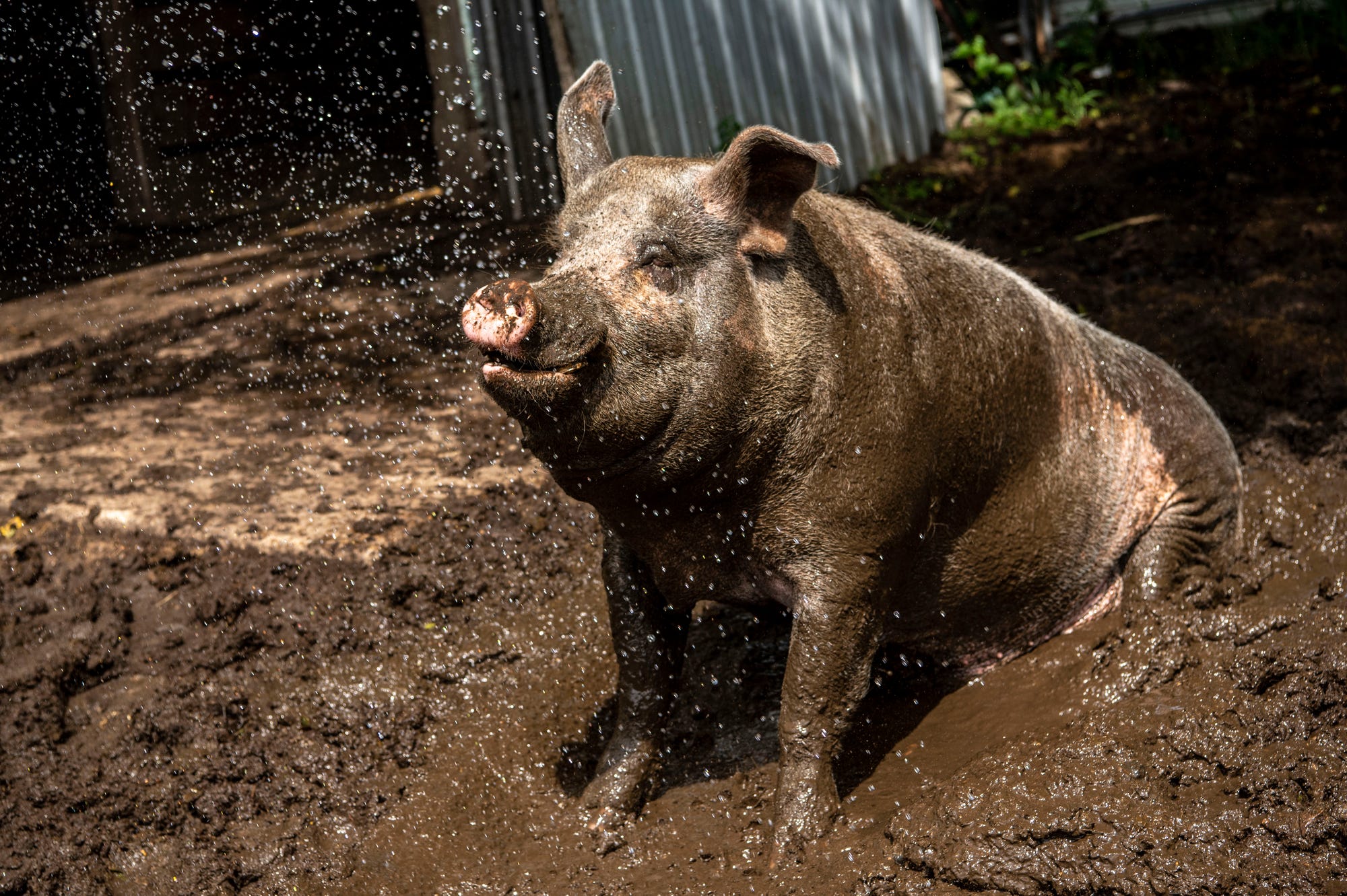 World Record Wild Boar