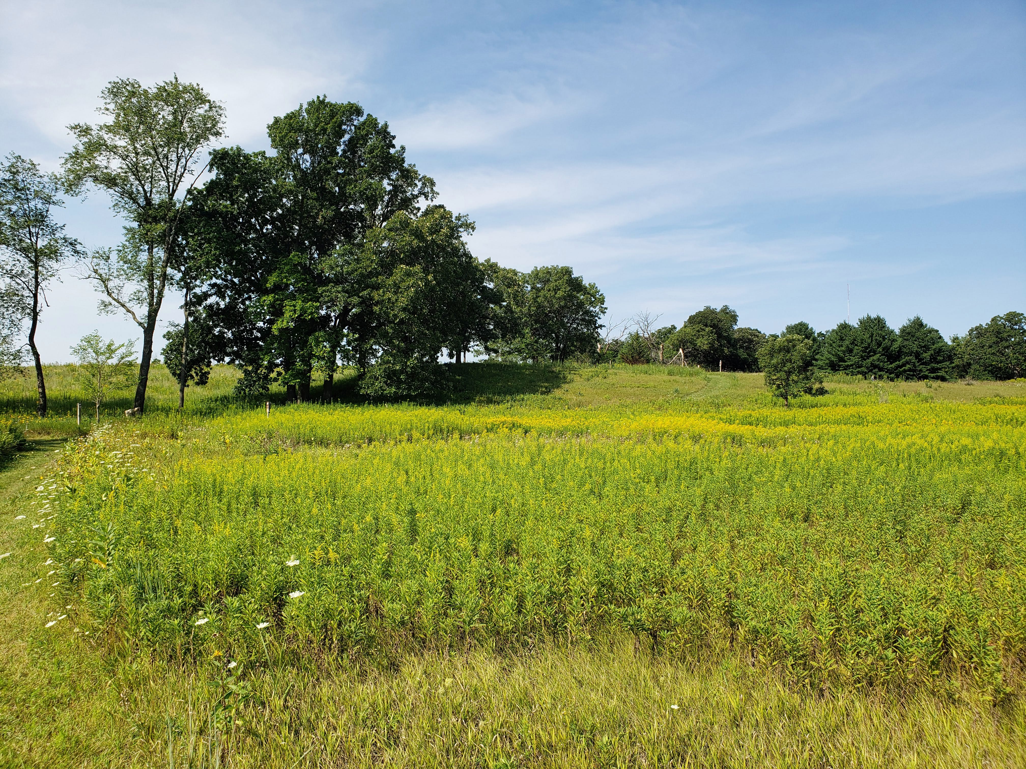 Wisconsin wildflowers: Prairie plants to look for in summer and fall