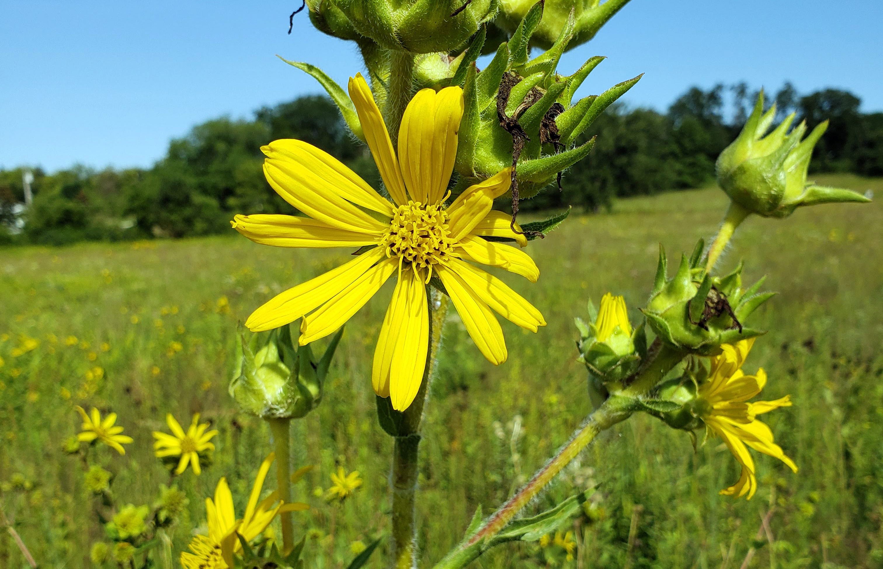Wisconsin wildflowers: Prairie plants to look for in summer and fall