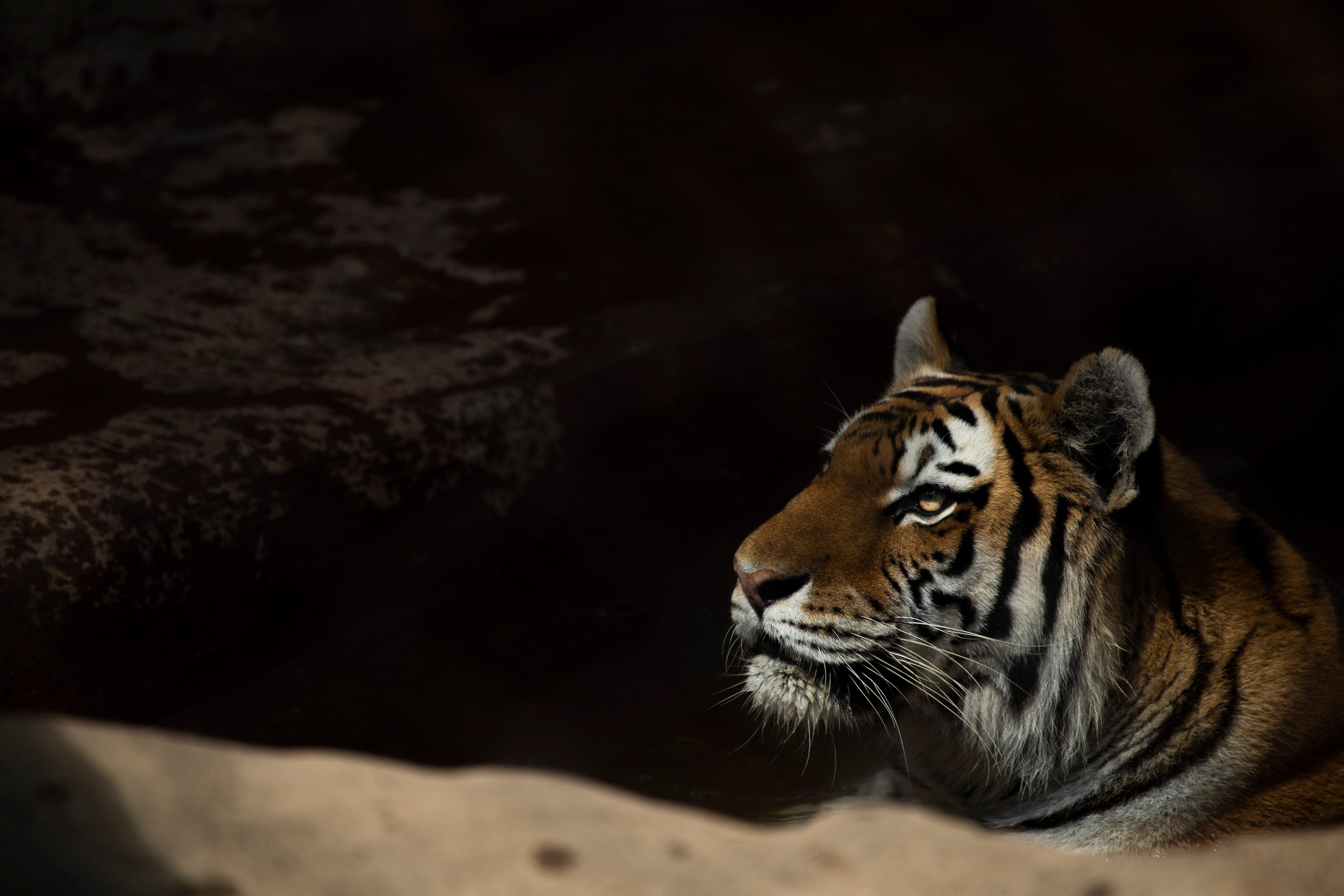 Mesker Park Zoo will give COVID-19 vaccine to animals