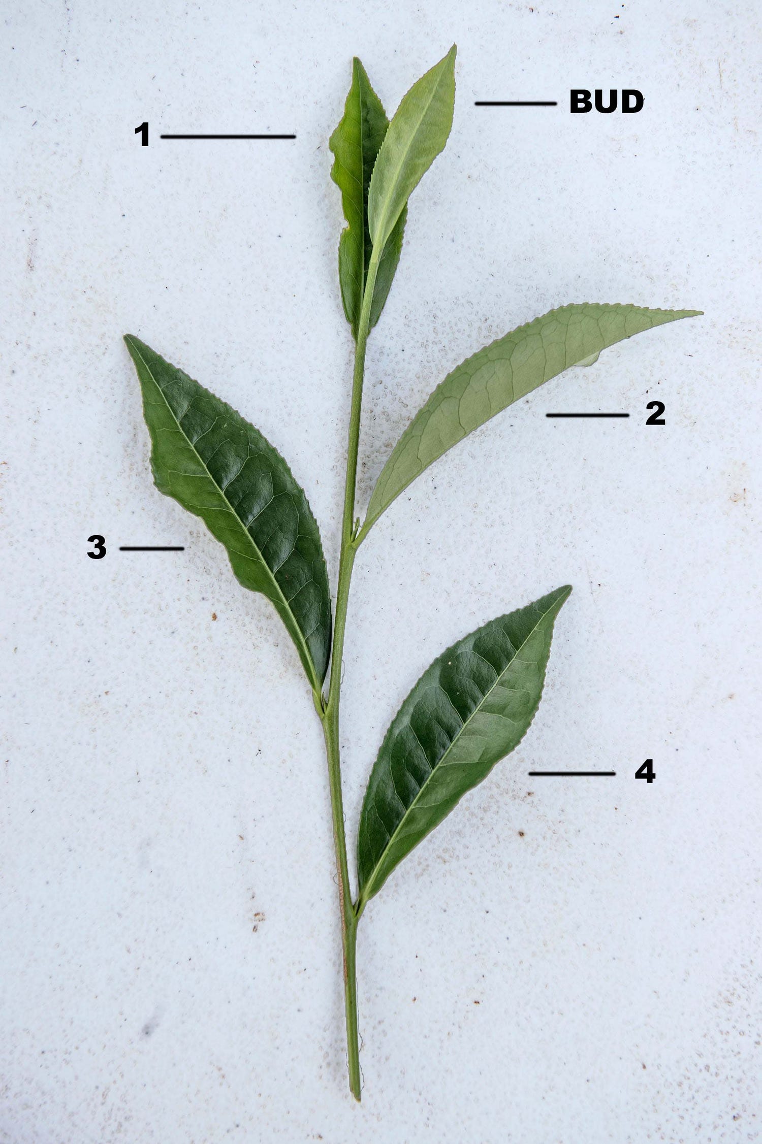 Mississippi tea farms are a growing business in the American South