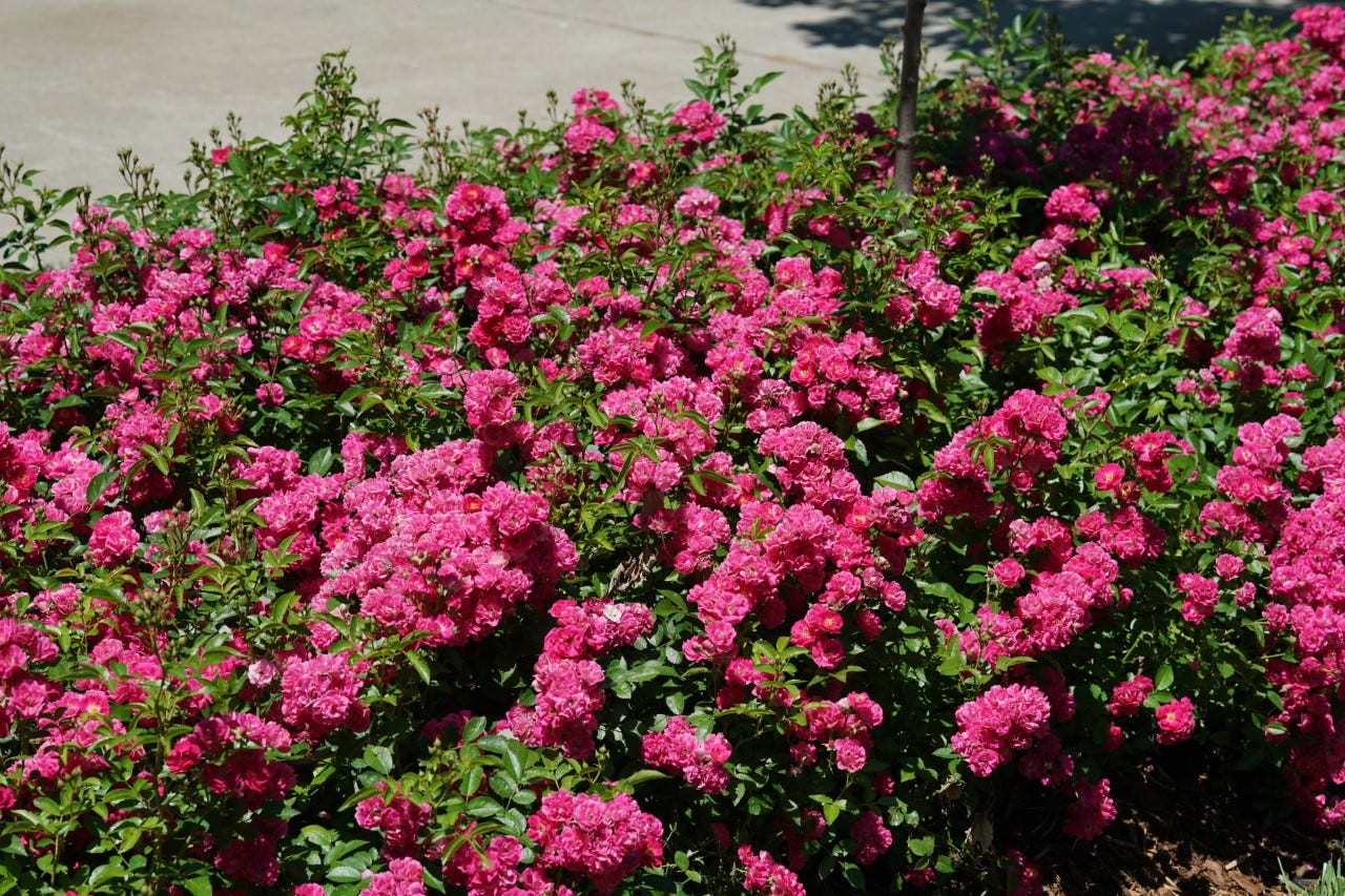 New Wisconsin-created rose varieties easy to grow