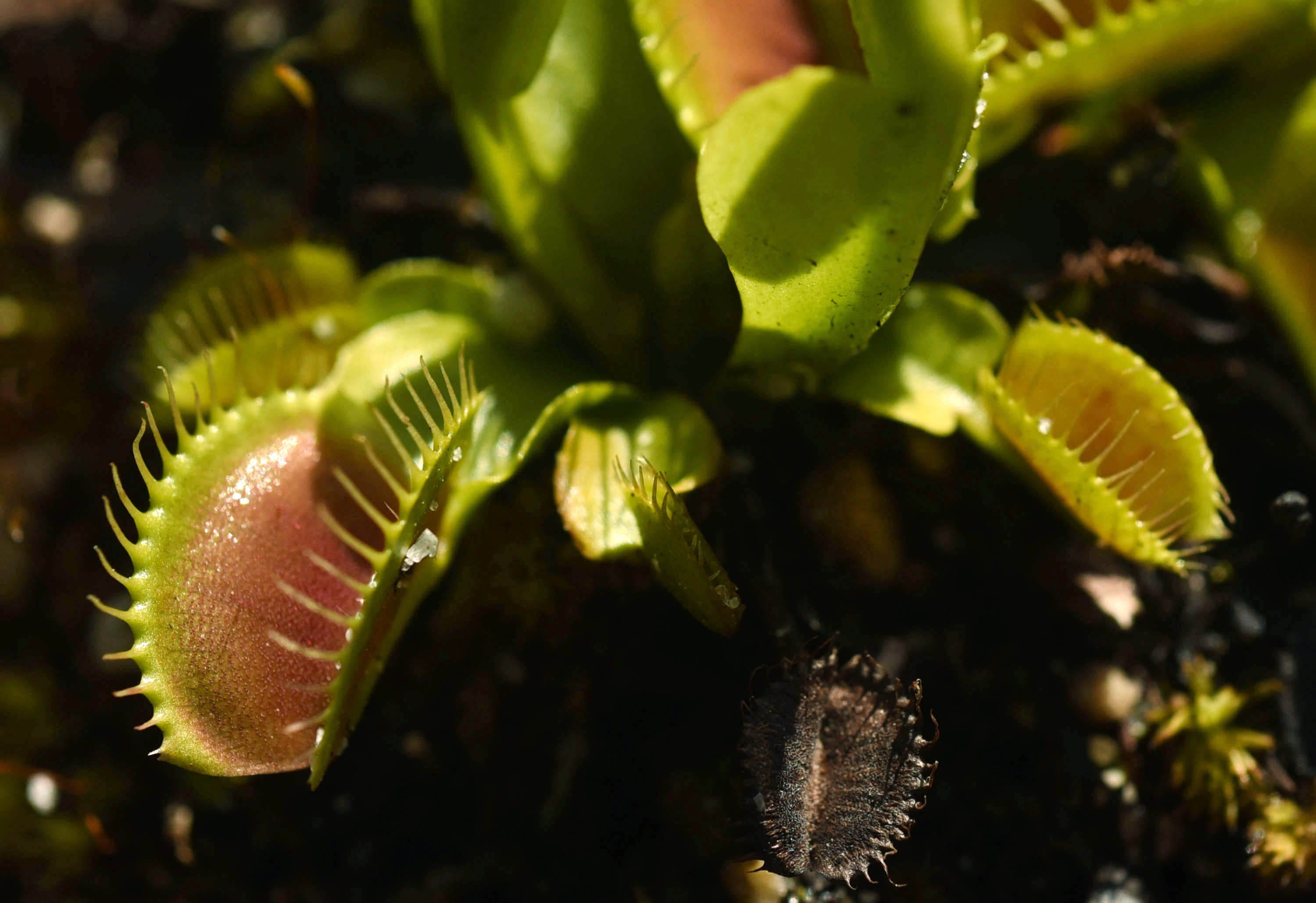 The carnivorous Venus' flytraps are native to Wilmington, N.C.