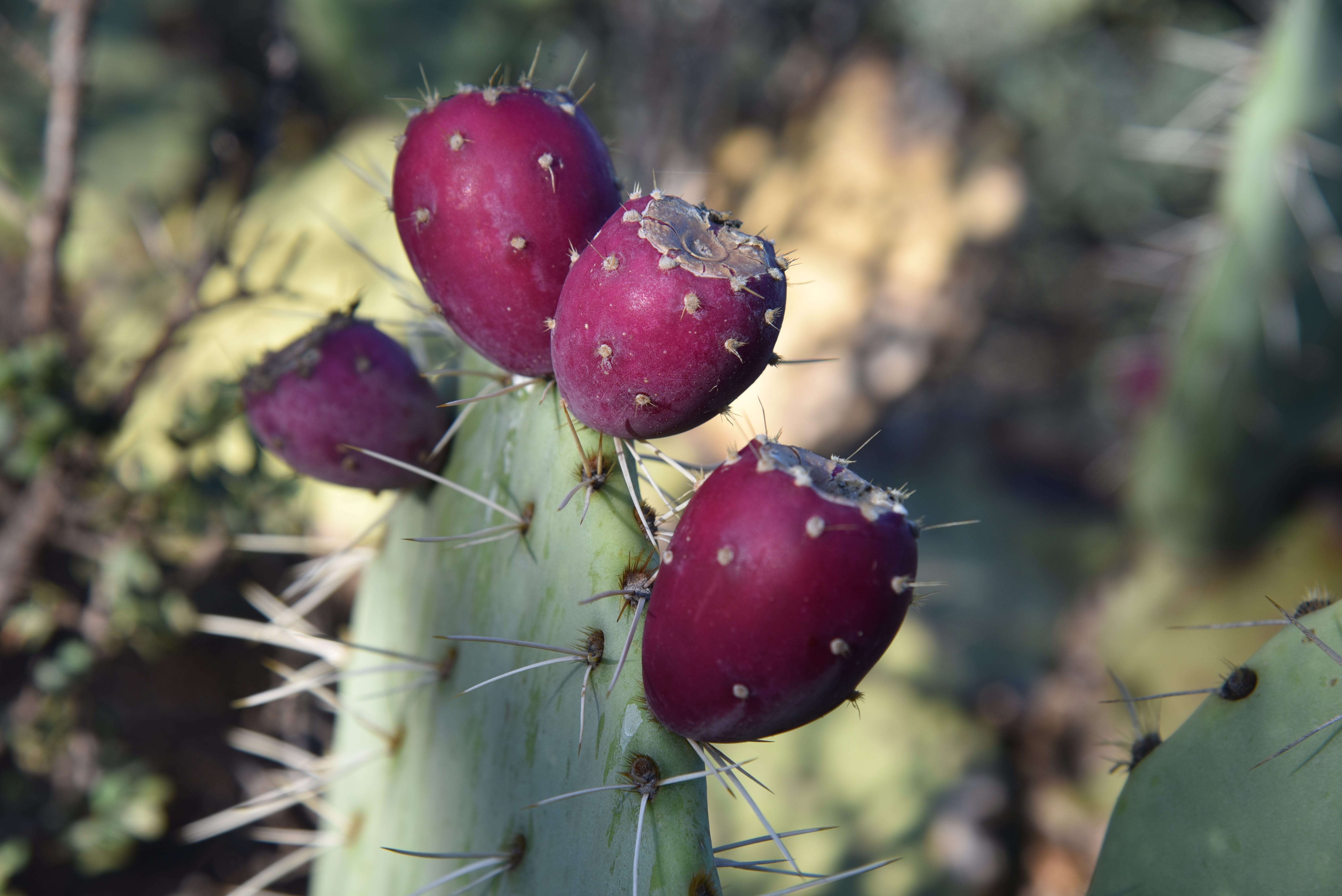 Prickly pear tepache combines iconic Sonoran flavors. Here's a recipe