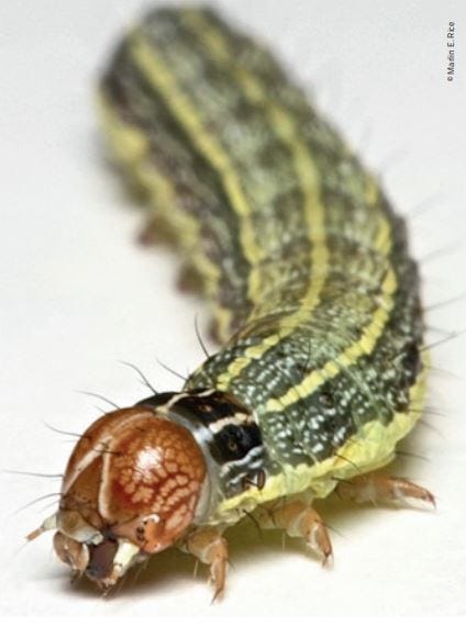 Armyworms infest Kansas lawns. Here's what to know about the invasion.