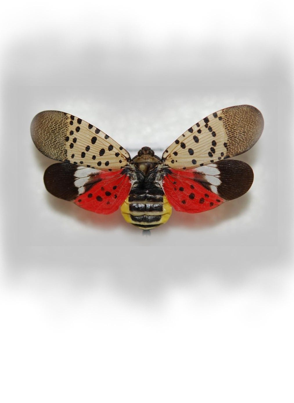 Spotted lanternfly threatens Vermont's maple trees, hops, grapes, berries