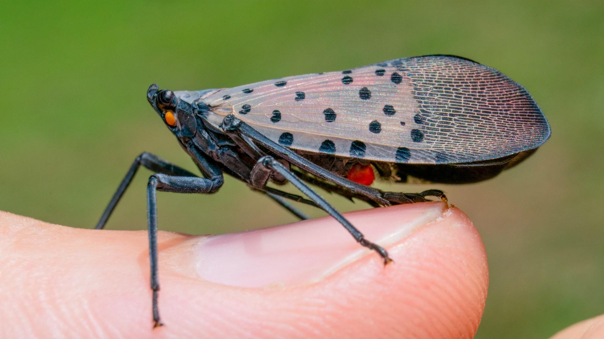 Spotted lanternflies found in Indiana. Here's what to do.
