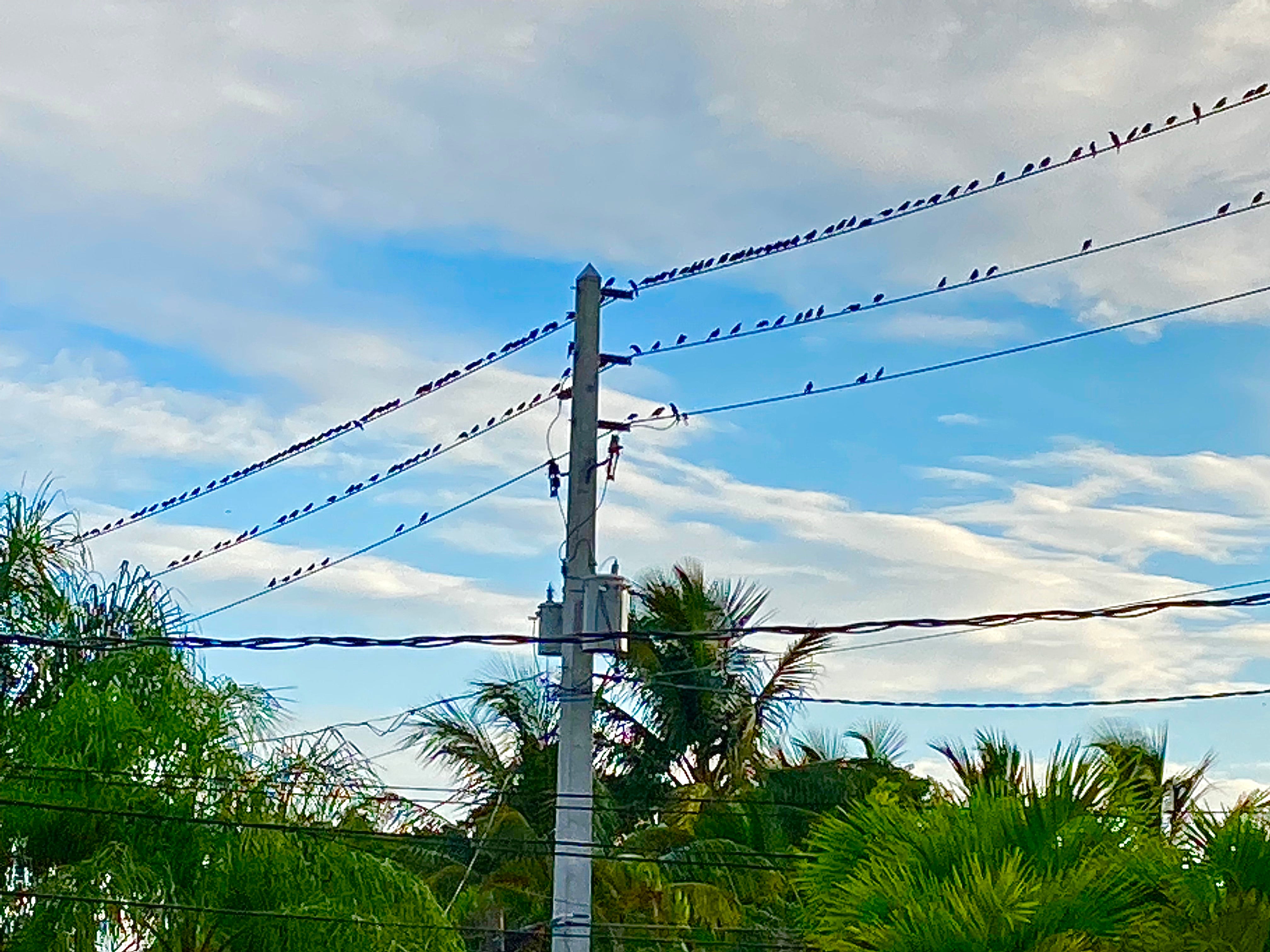 Bird migration in Florida is a sign that fall is near