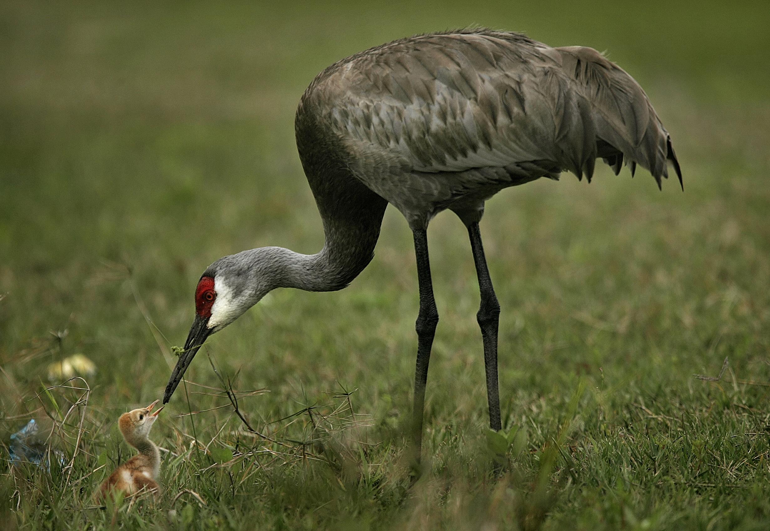 Bird migration in Florida is a sign that fall is near