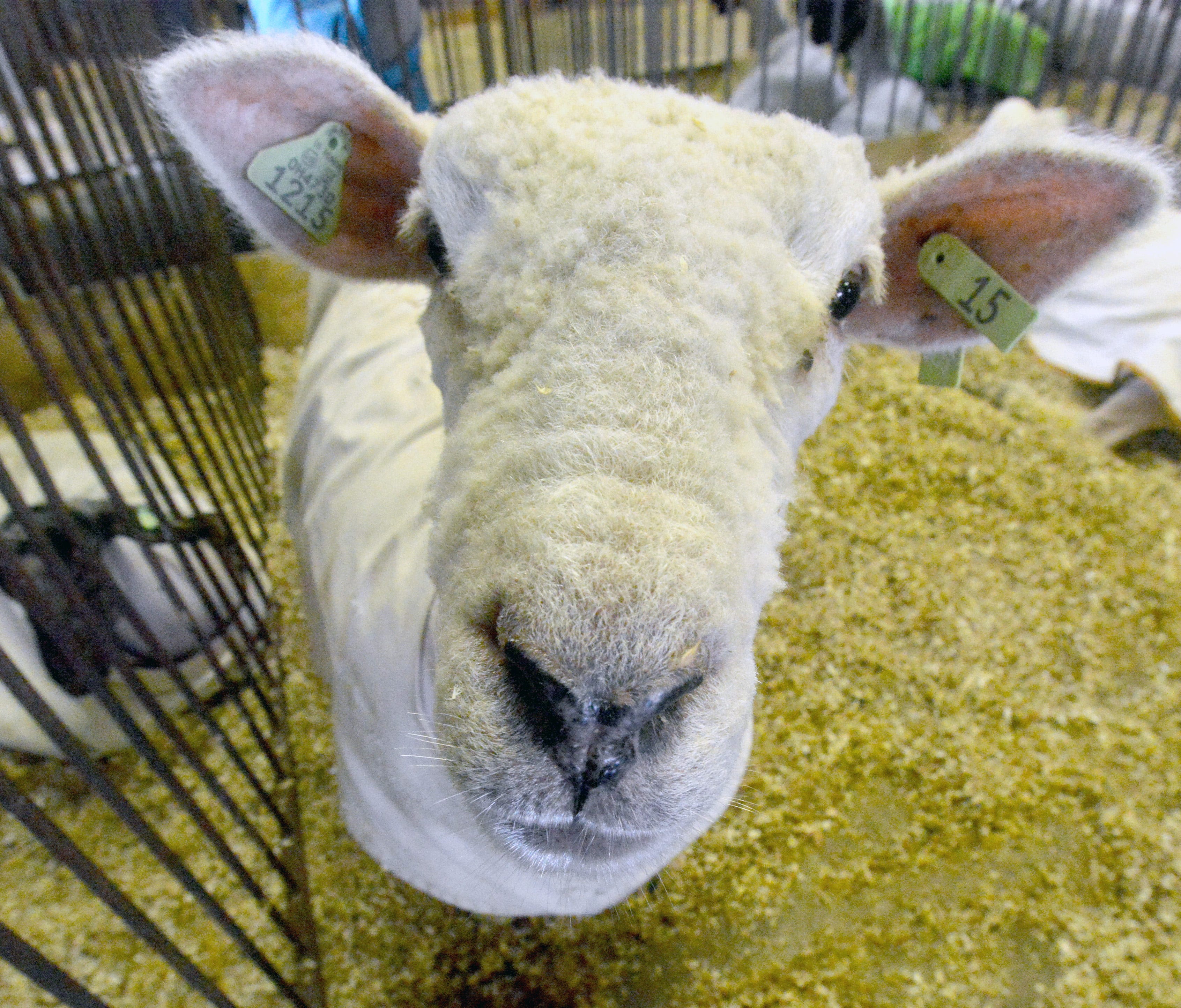 Simply the baa-est purebred sheep at the 2021 Wayne County Fair