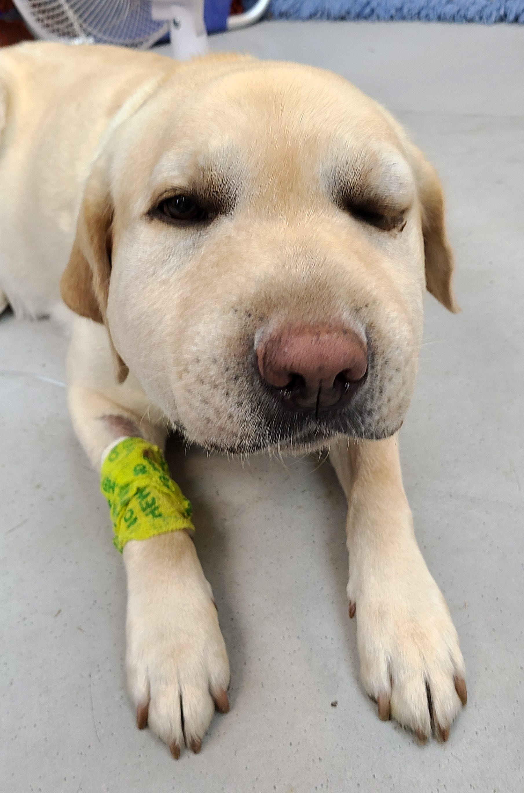 Can Dogs Survive A Rattlesnake Bite