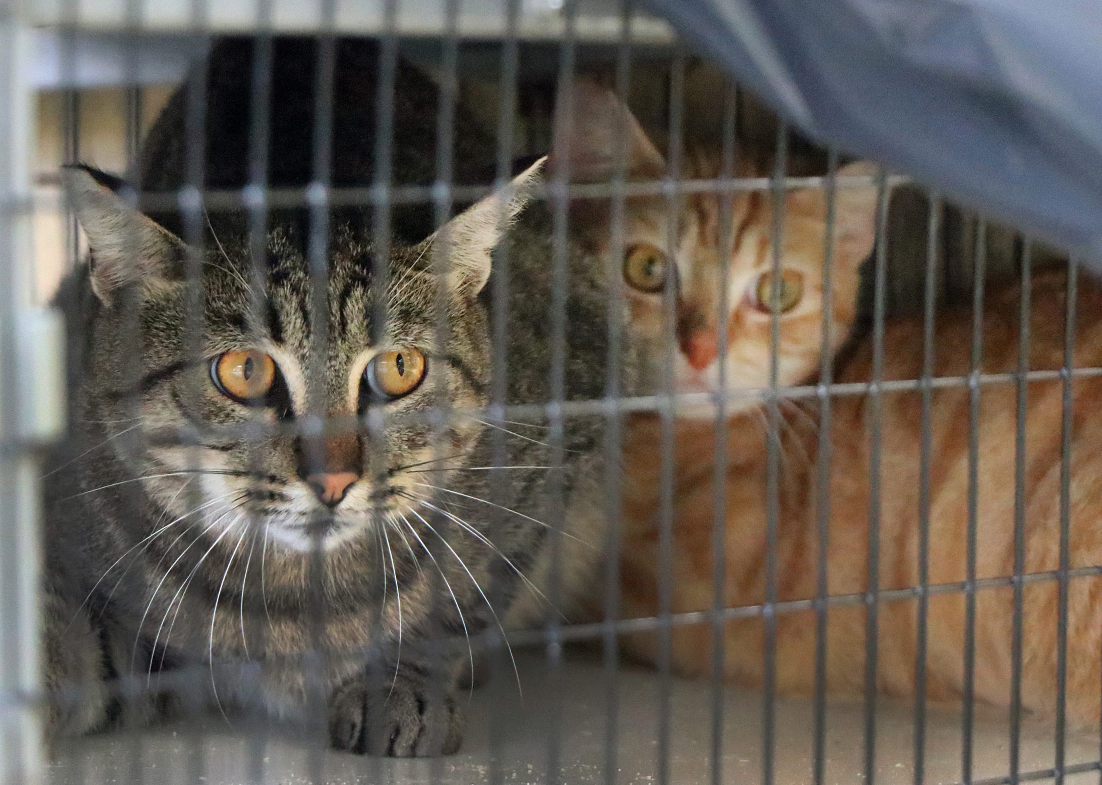 90 animals rescued in Florida during Hurricane Ian