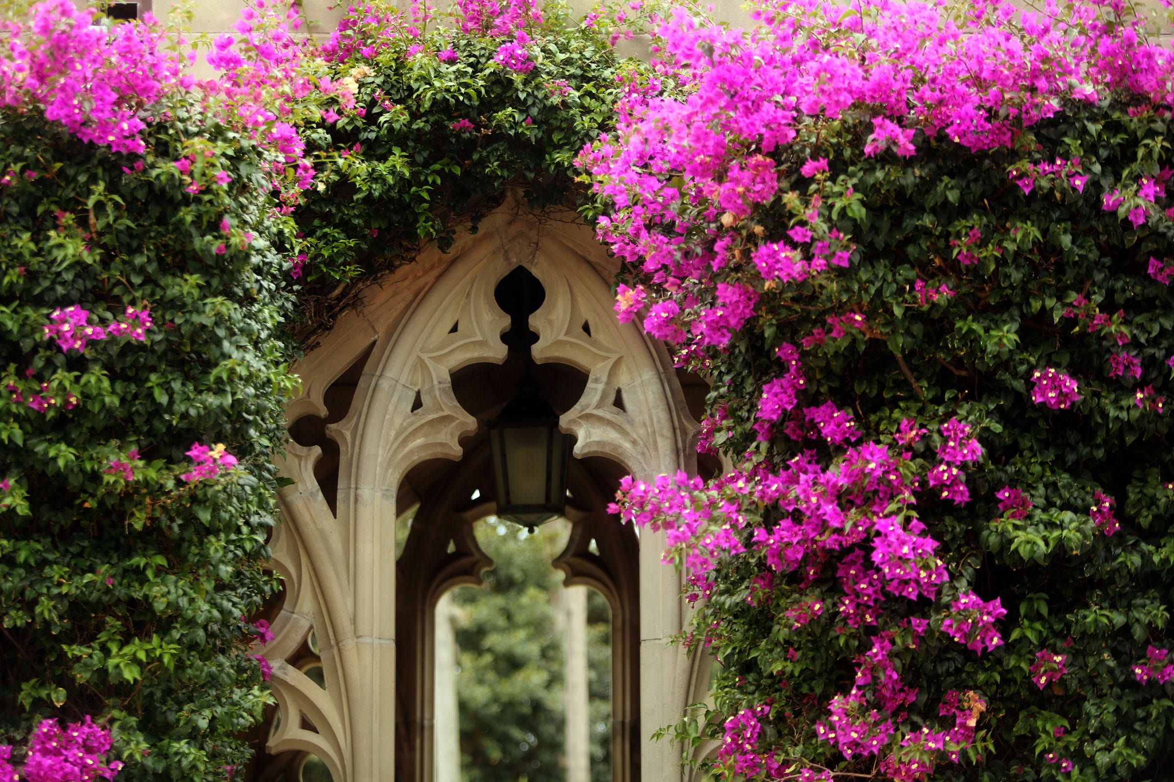 Master Gardener Palm Beach County | Fasci Garden