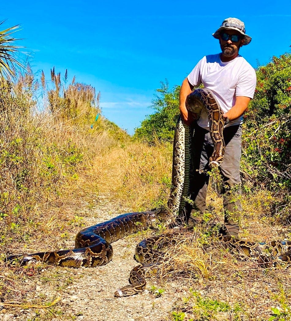 Snakes with transmitters are being used to catch pythons in Everglades