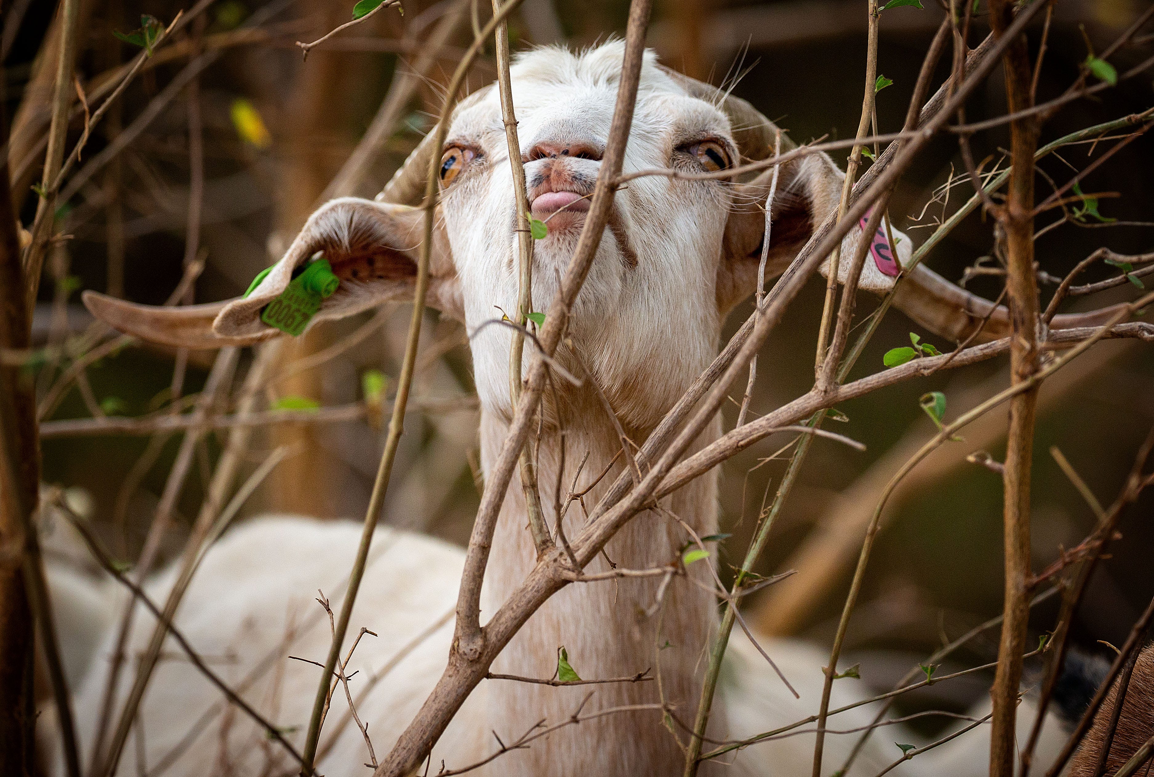 Iowa goat escapes, found after four days on the run