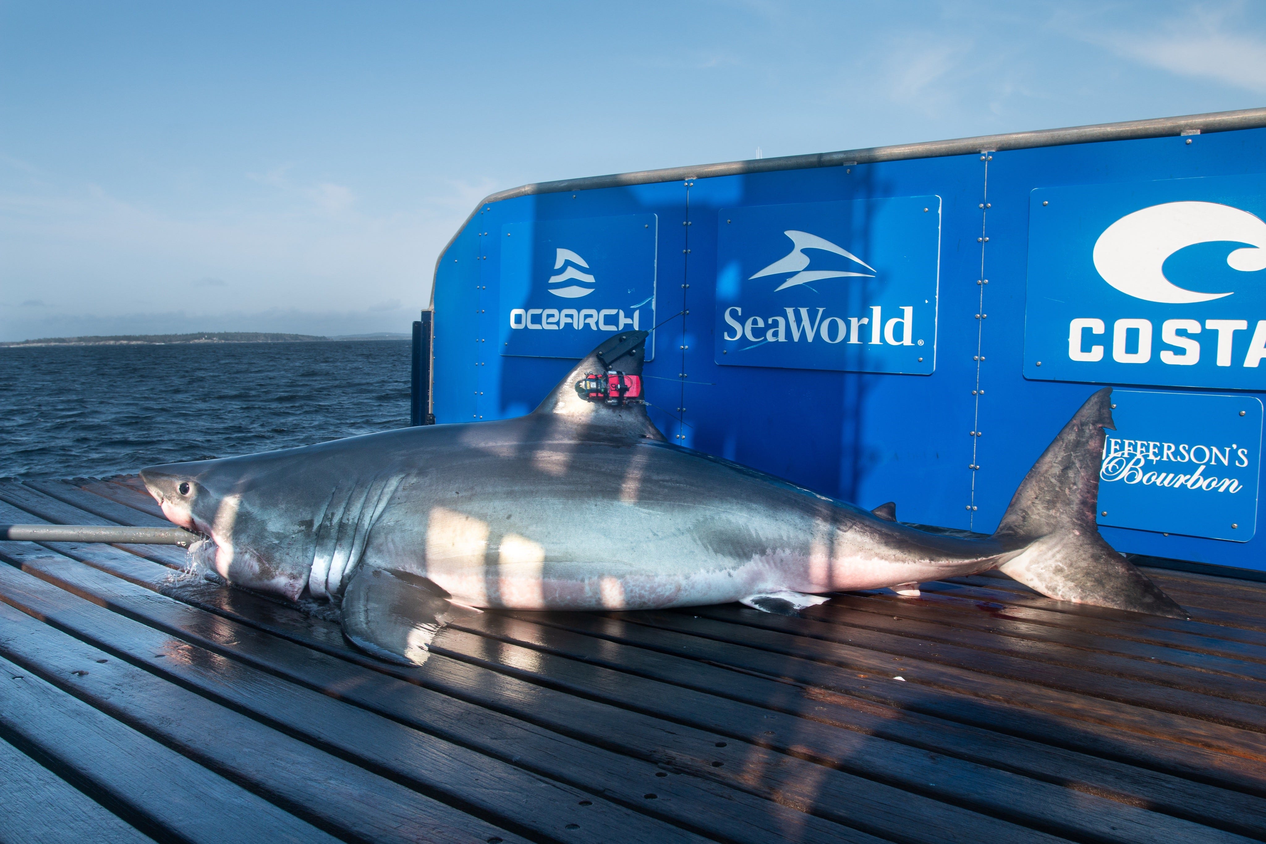 OCEARCH-tagged great white shark Hali reaches Hudson Canyon off NJ
