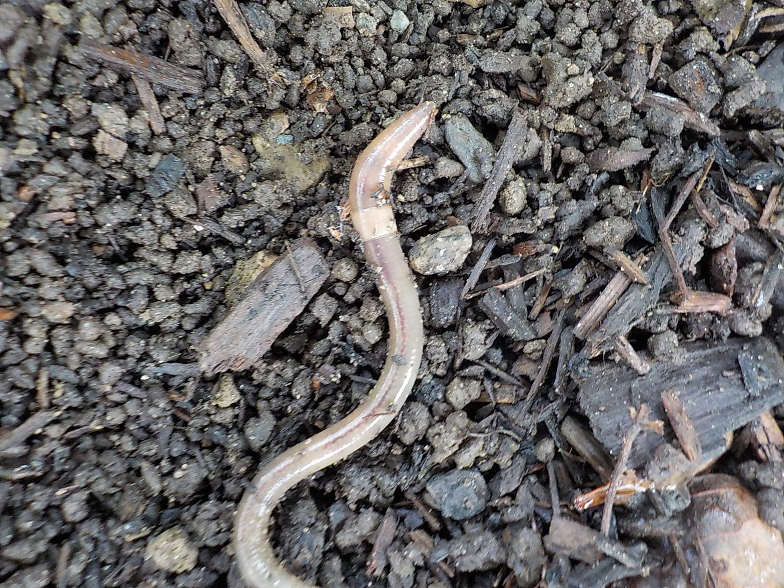 Invasive, soil-damaging Asian jumping worms have spread to Kansas