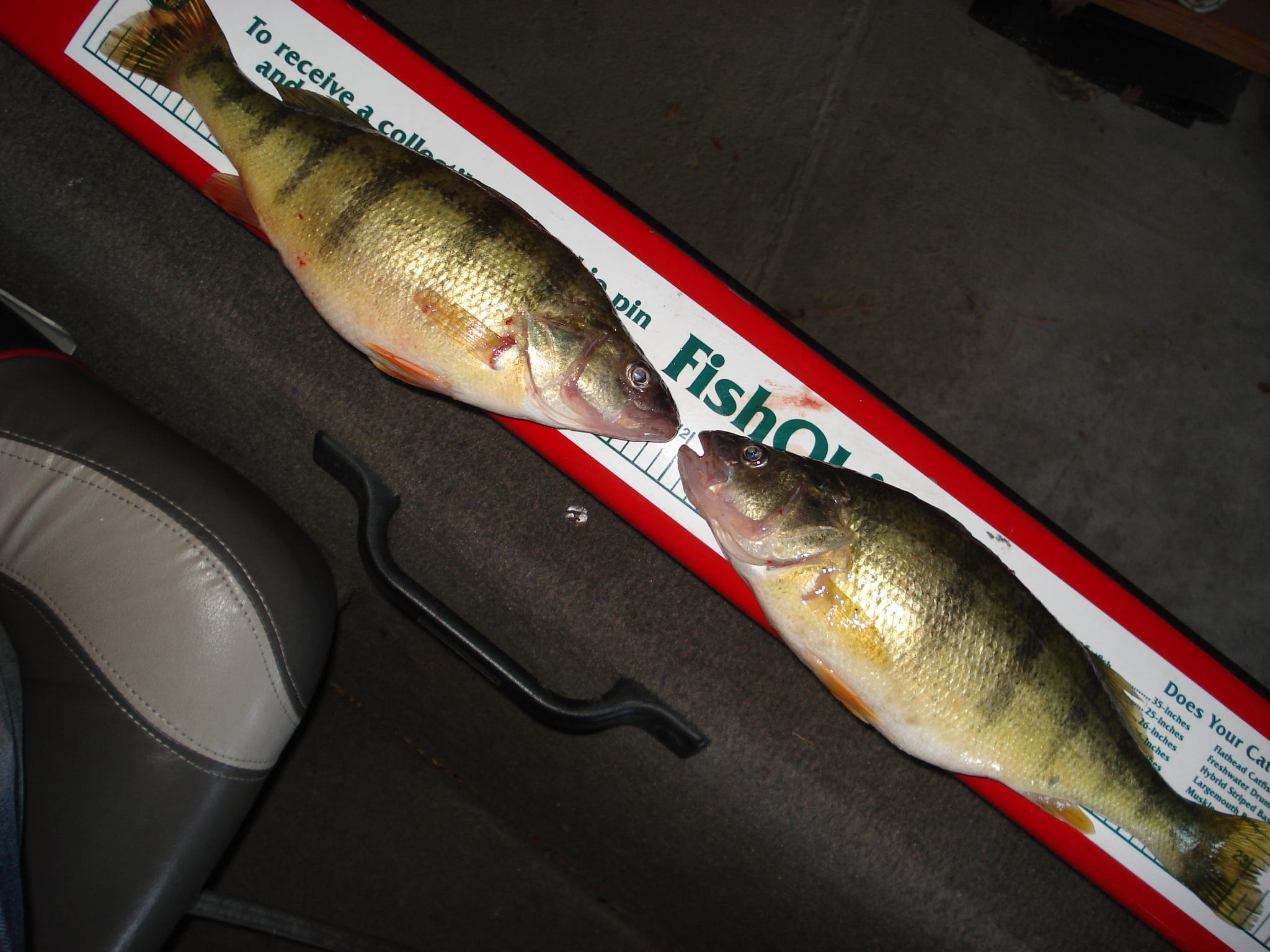 Central basin perch population is down, and you can't blame walleye