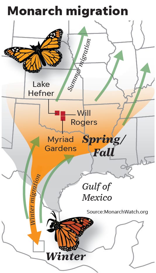 Monarch butterflies are migrating through Oklahoma: What to know