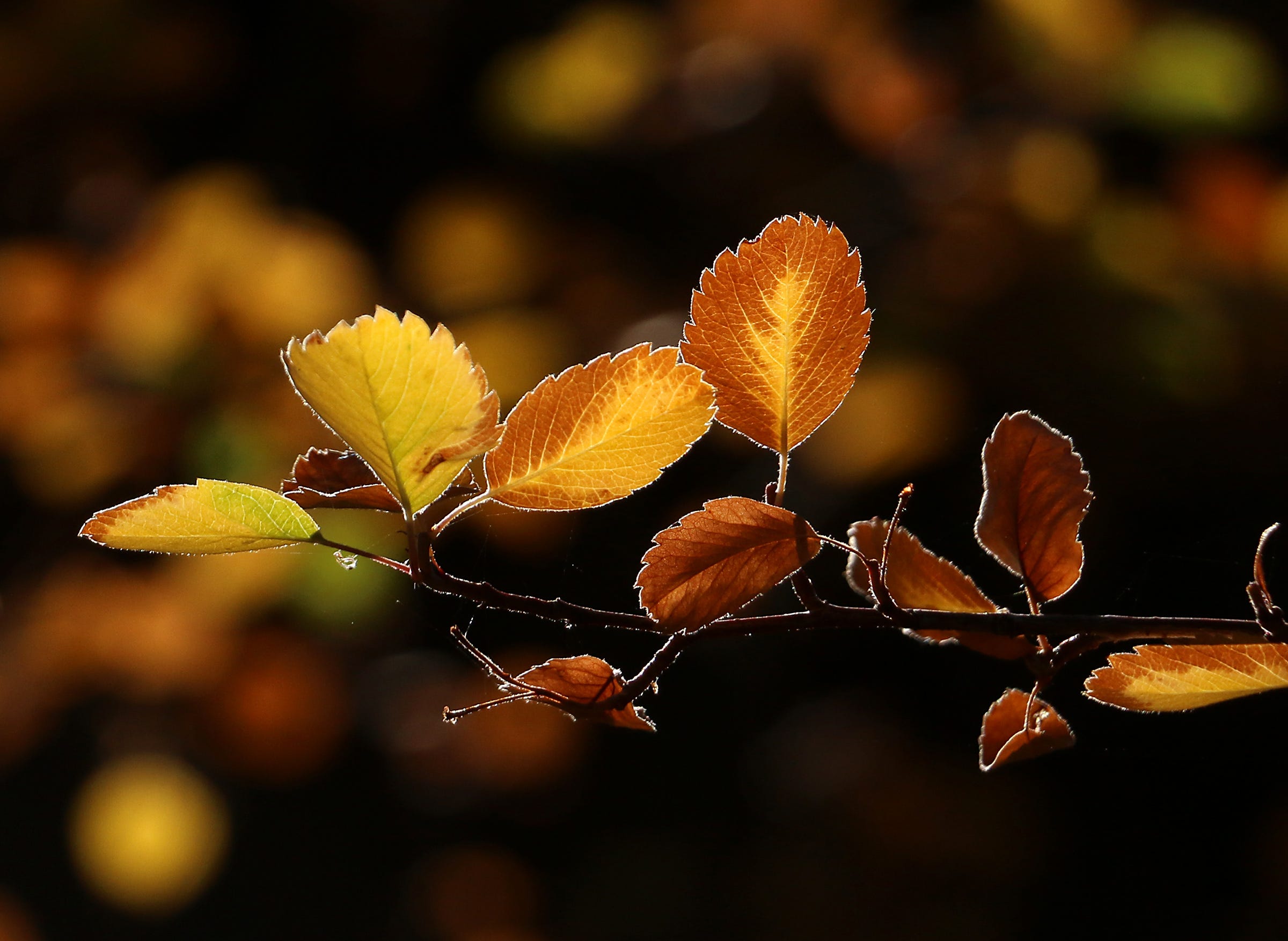 Best places to view fall color in Reno, Tahoe, Mono County