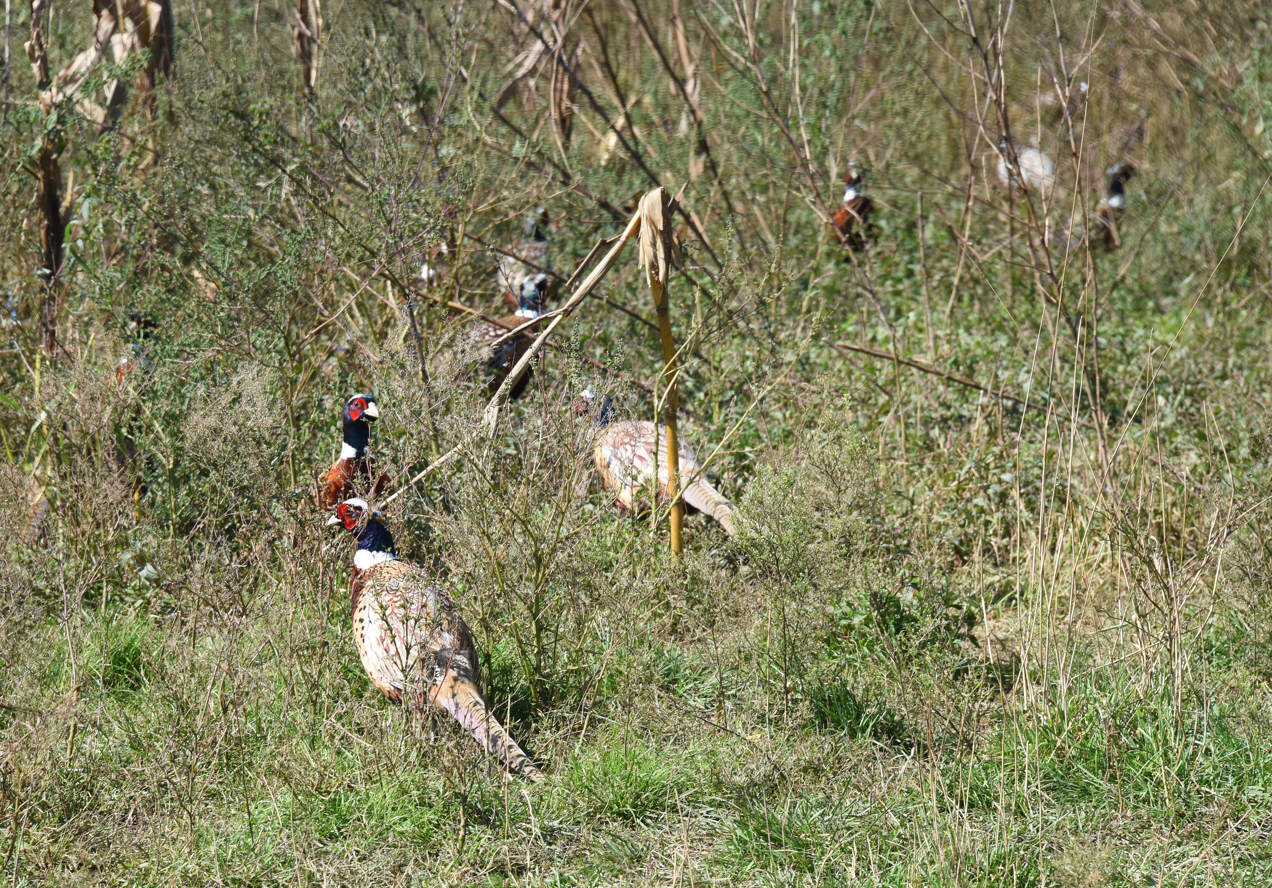 Pennsylvania Game Commission to stock more than 200,000 pheasants