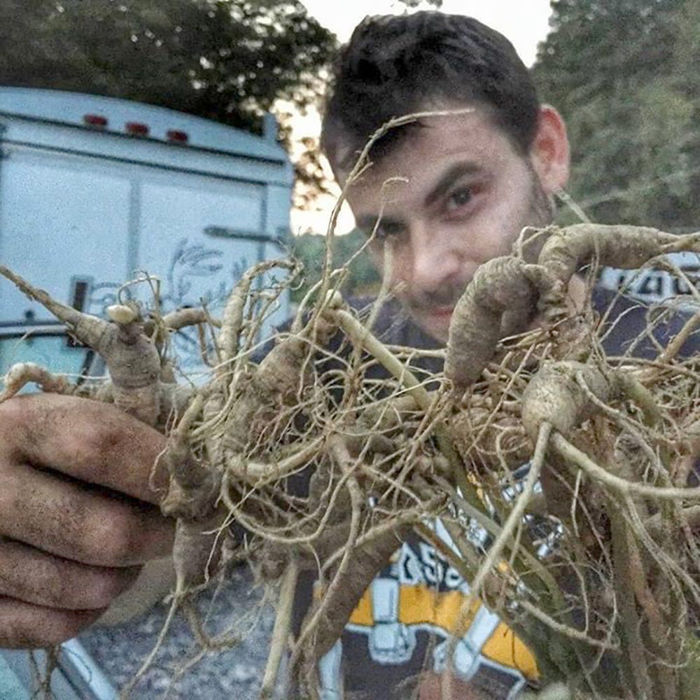 Ginseng root season open in Pennsylvania, but plant needs protection