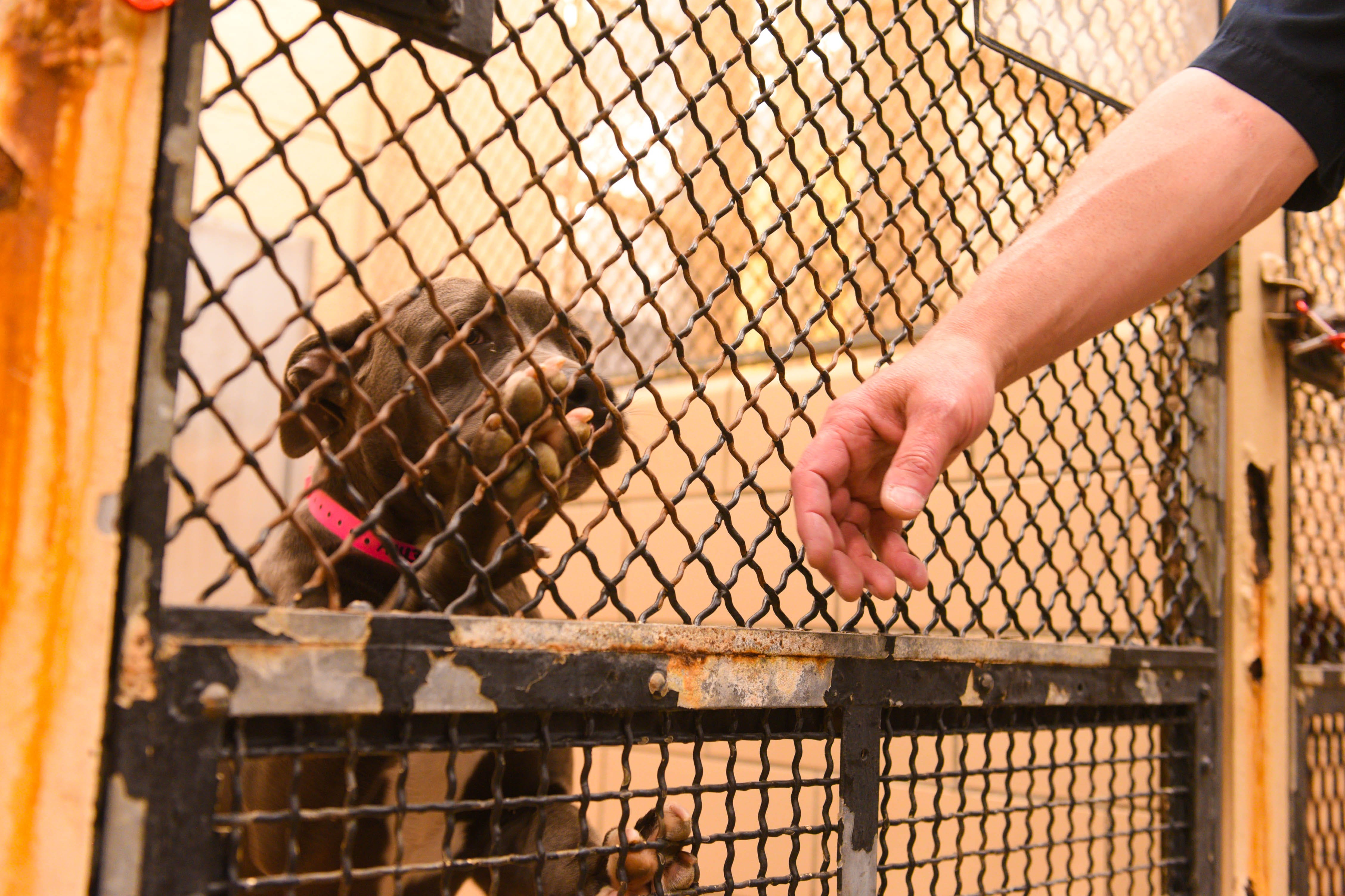 Duggan advances plan for $5M new Detroit animal shelter