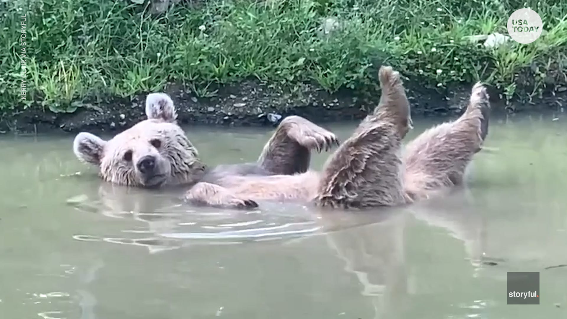 Brown bear takes bath at wildlife sanctuary home in New York