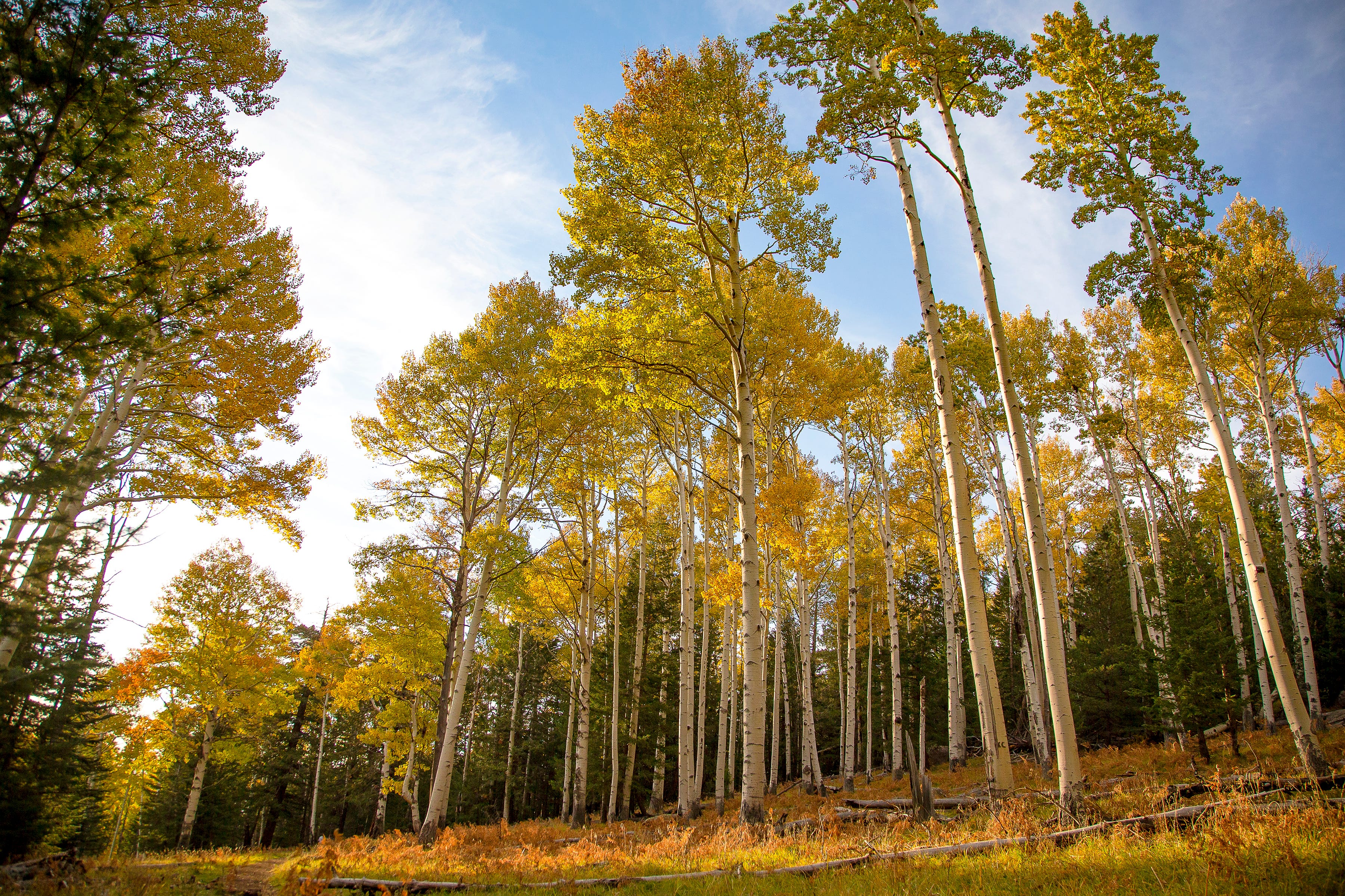 Best Arizona fall colors 2022: Flagstaff and other top locations