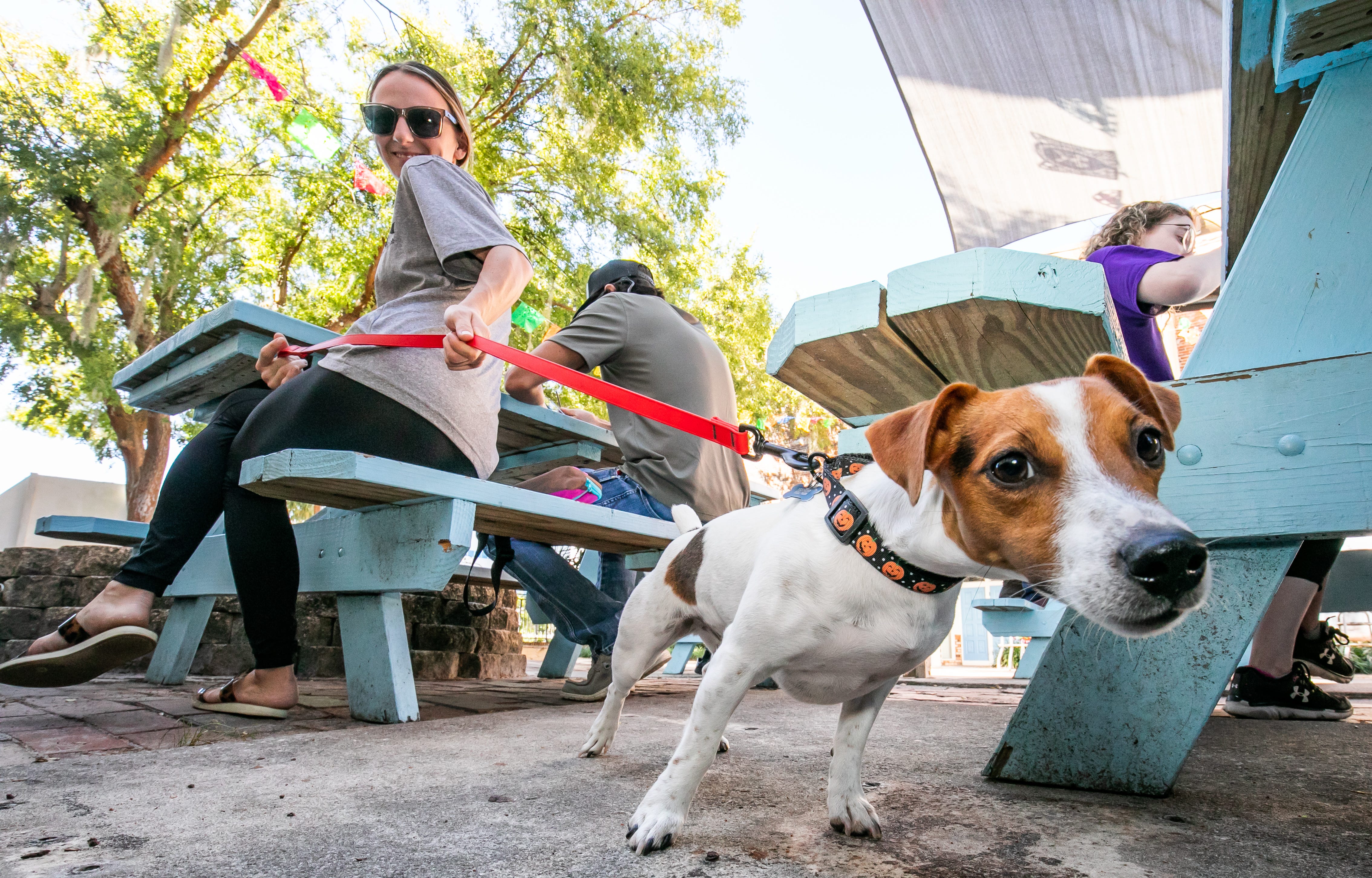 13 dog-friendly restaurants in Ocala, Belleview and Dunnellon
