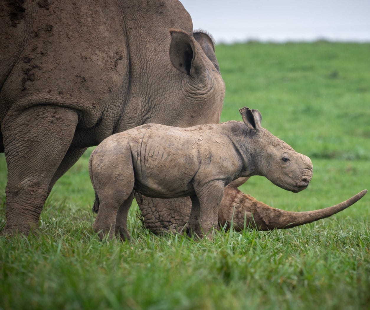 Southern White Rhinoceros