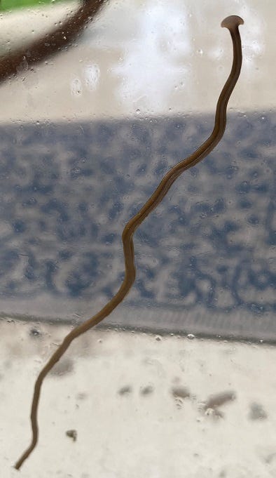 The hammerhead worm is not a hoax, and it's in Louisiana