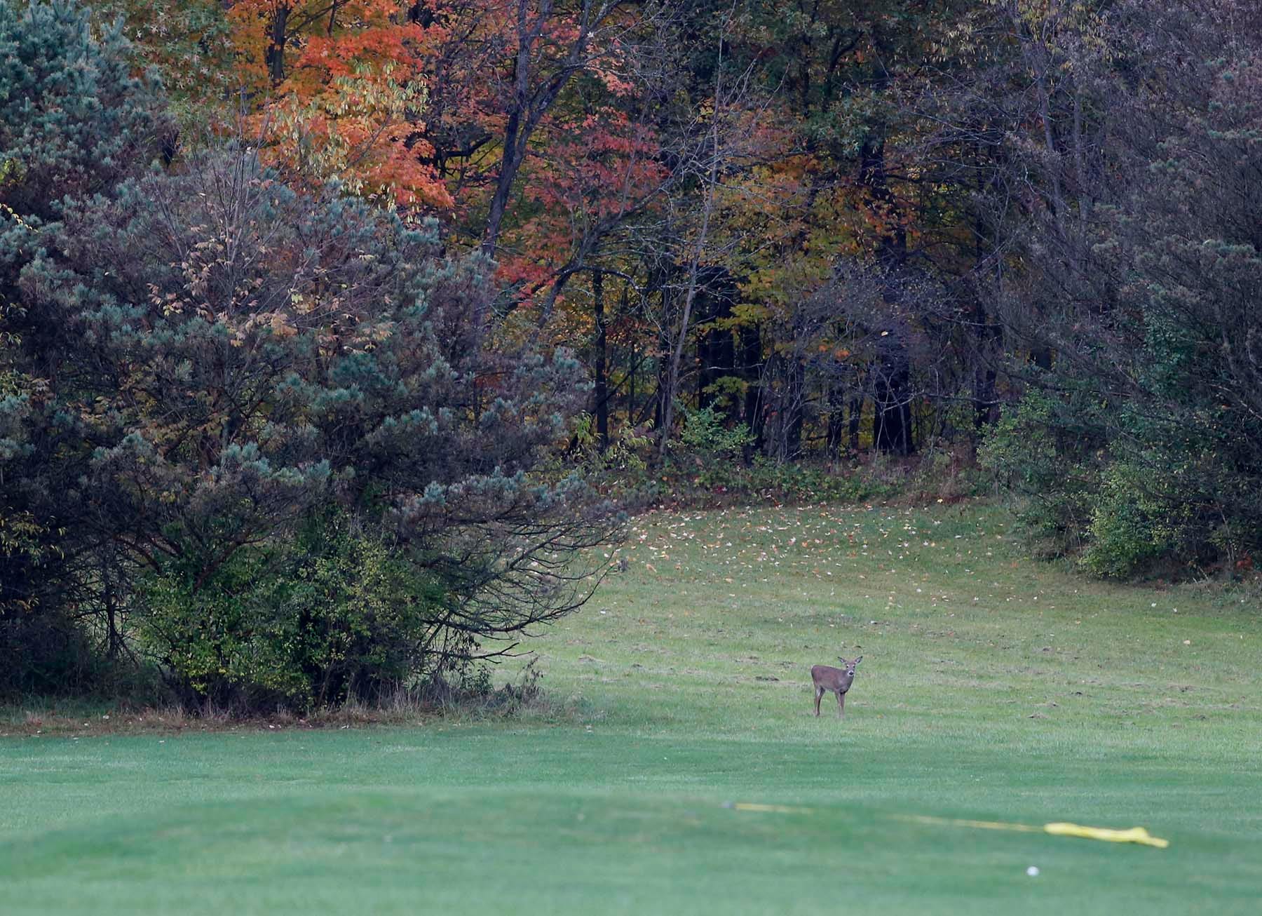 Car, deer crashes on the rise in Ohio. Here's how to avoid them