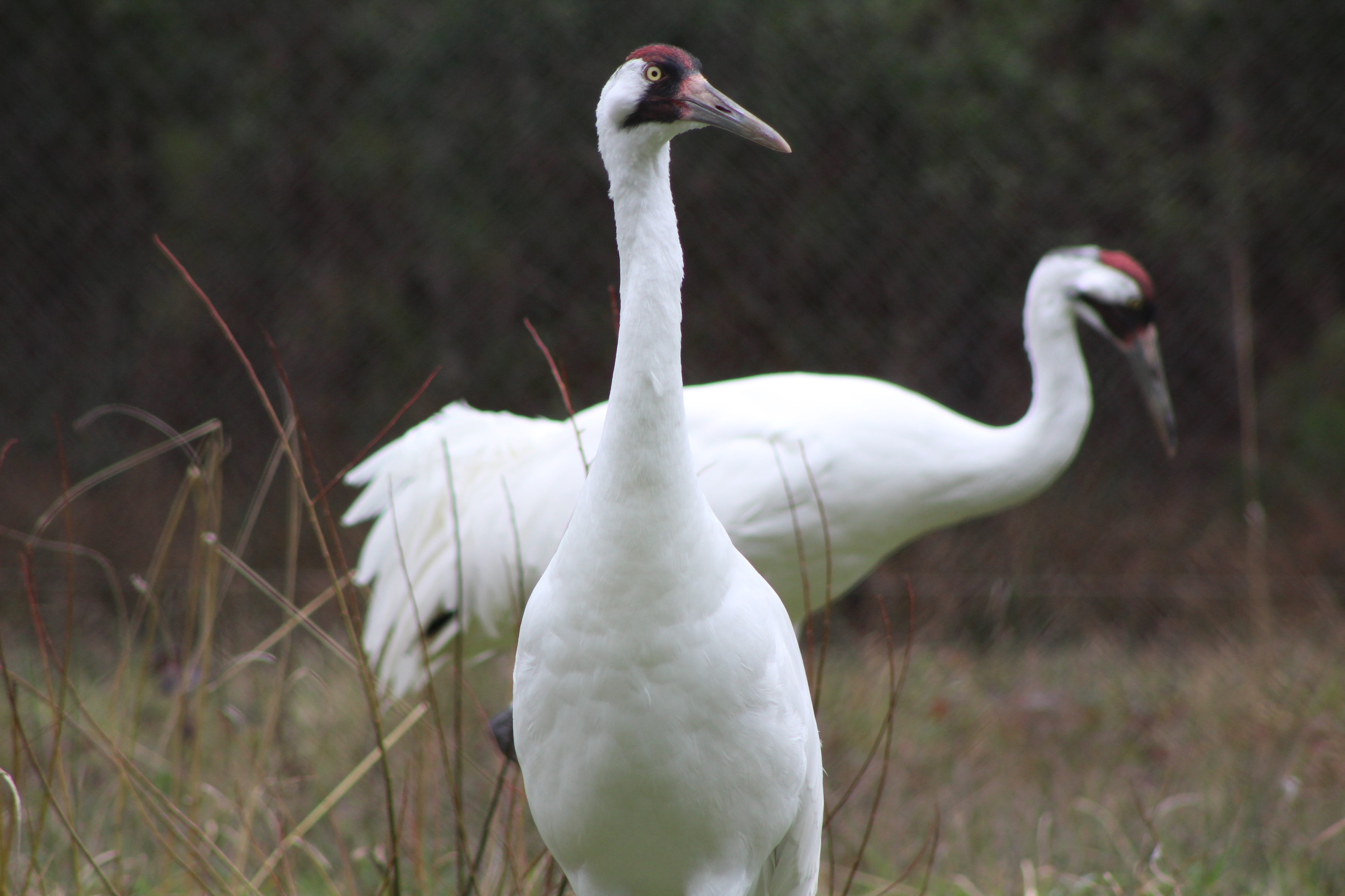 Yulee wildlife refuge is building whooping crane breeding center